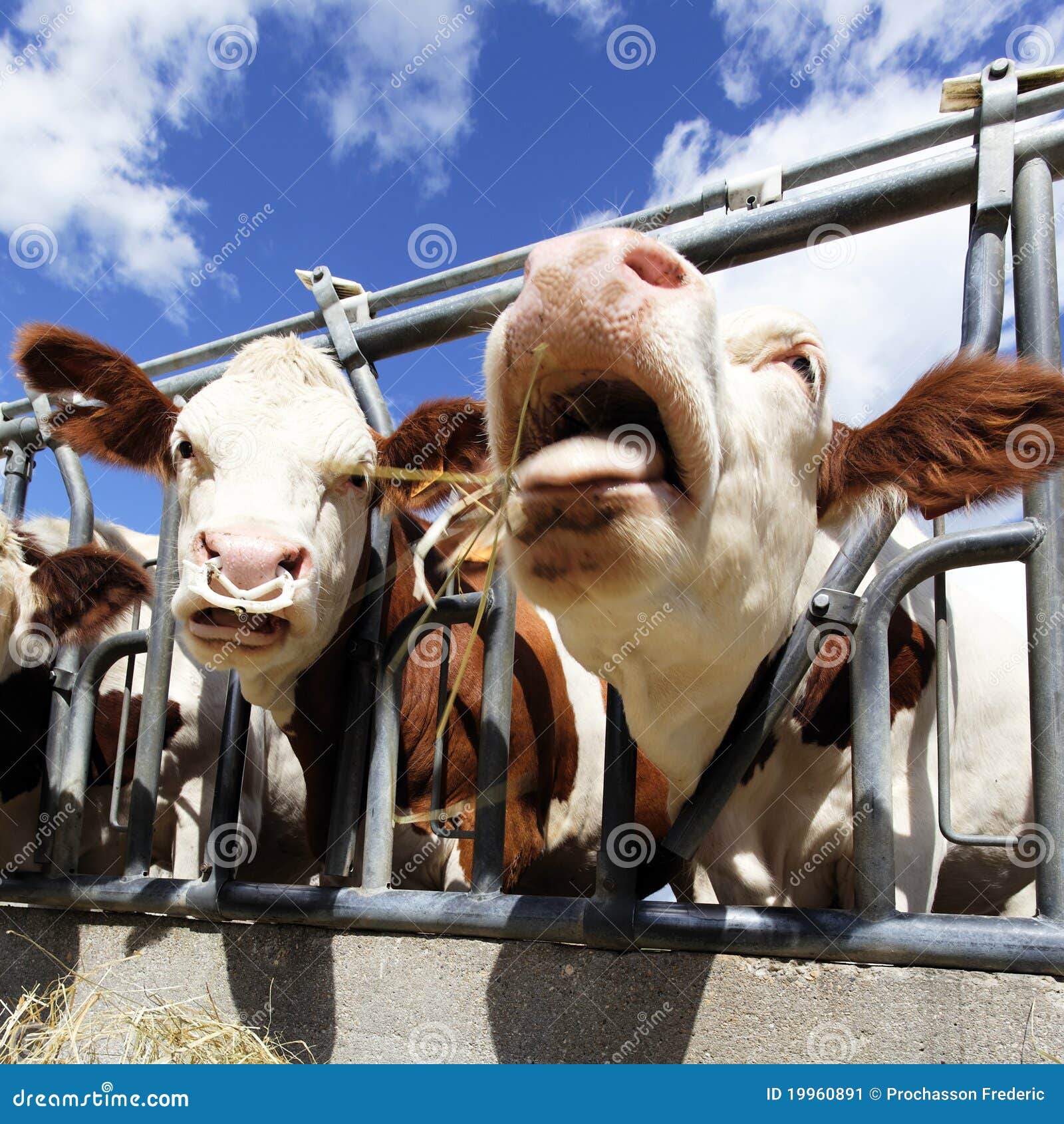 Crazy cow stock image. Image of farming, campaign, agriculture - 19960891