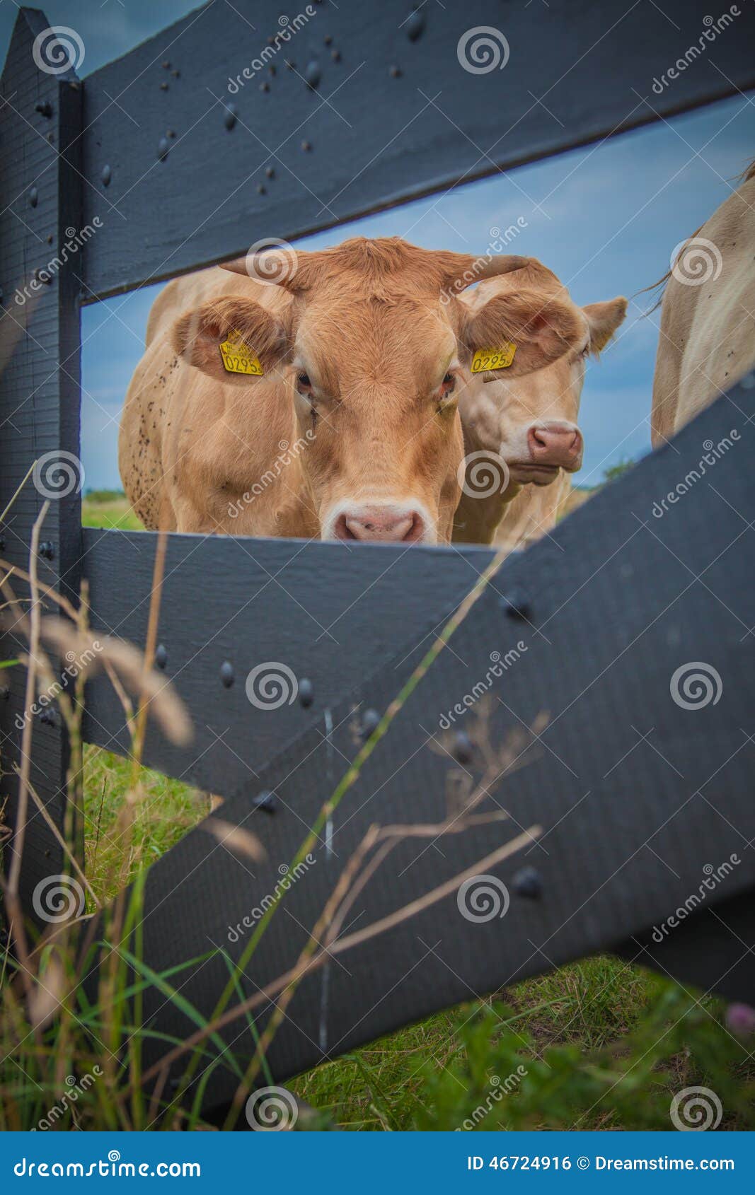 Crazy Cow stock photo. Image of looking, farm, mamals - 46724916