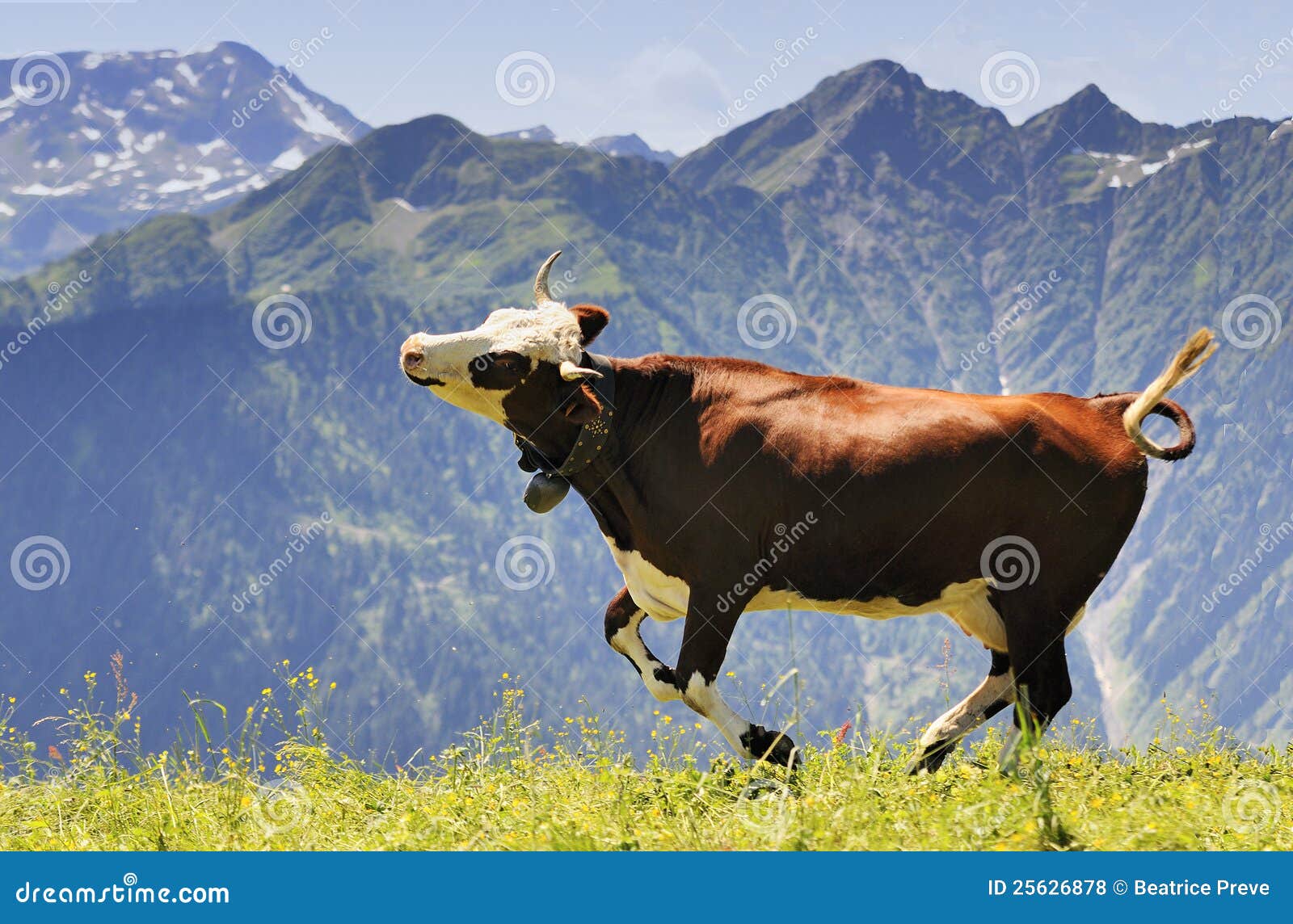 Crazy Cow Jumping Mountain Stock Photos - Free & Royalty-Free Stock ...