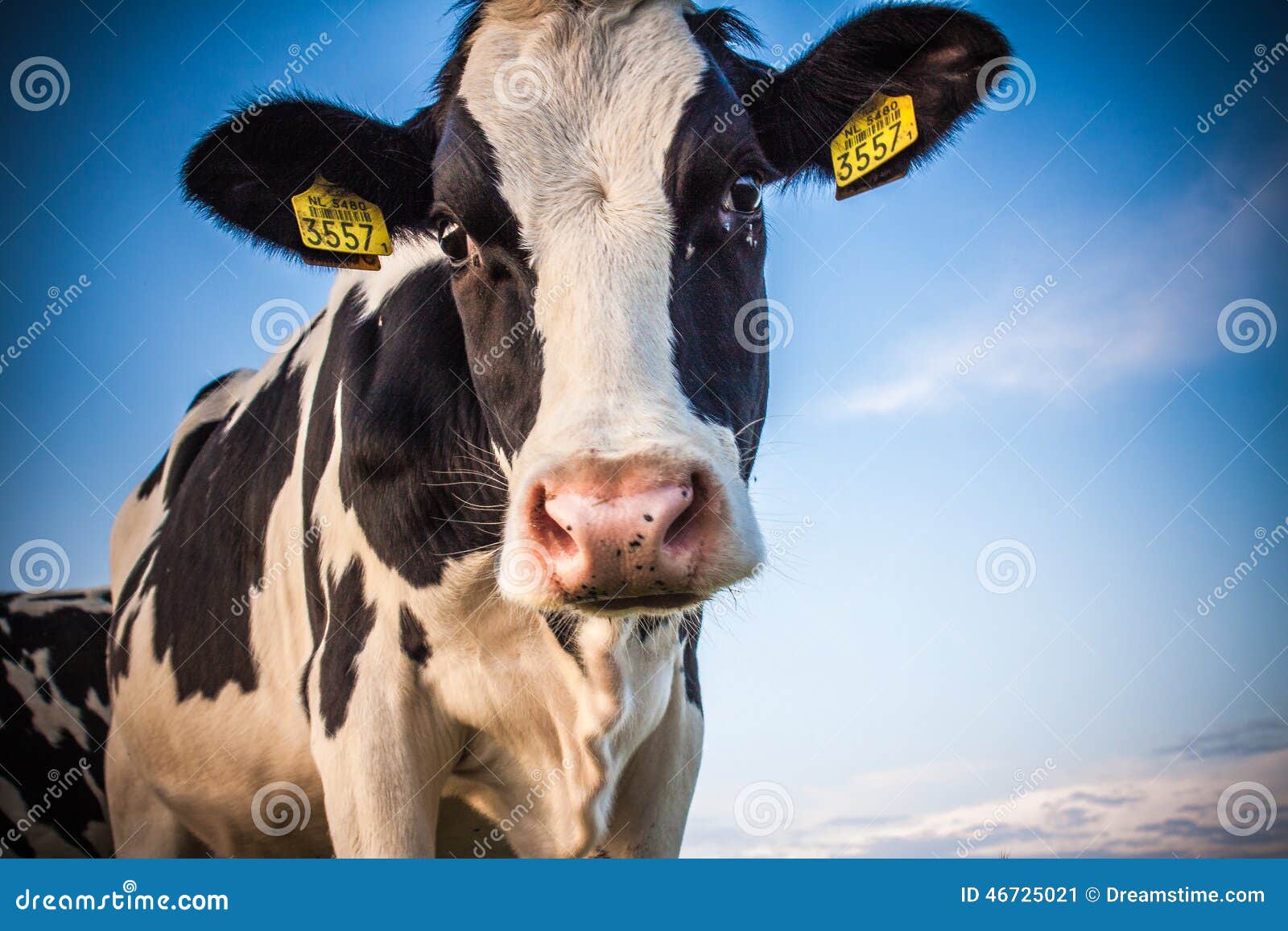 Crazy Cow stock image. Image of charming, cheese, farm - 46725021