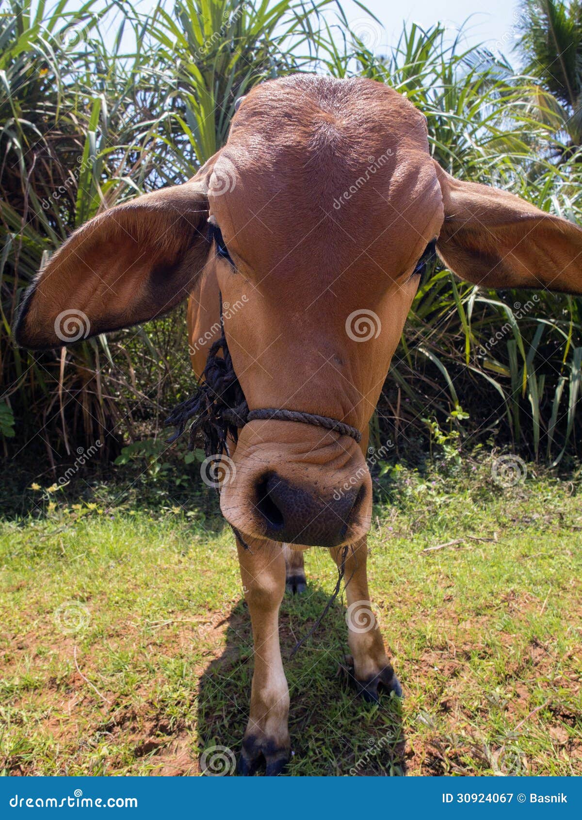 Crazy cow stock image. Image of outdoors, bizarre, grass - 30924067