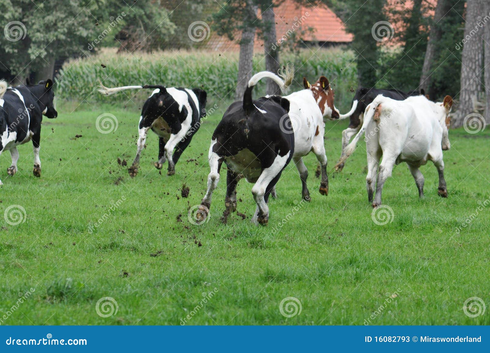 Crazy cows stock image. Image of cows, crazy, playing - 16082793