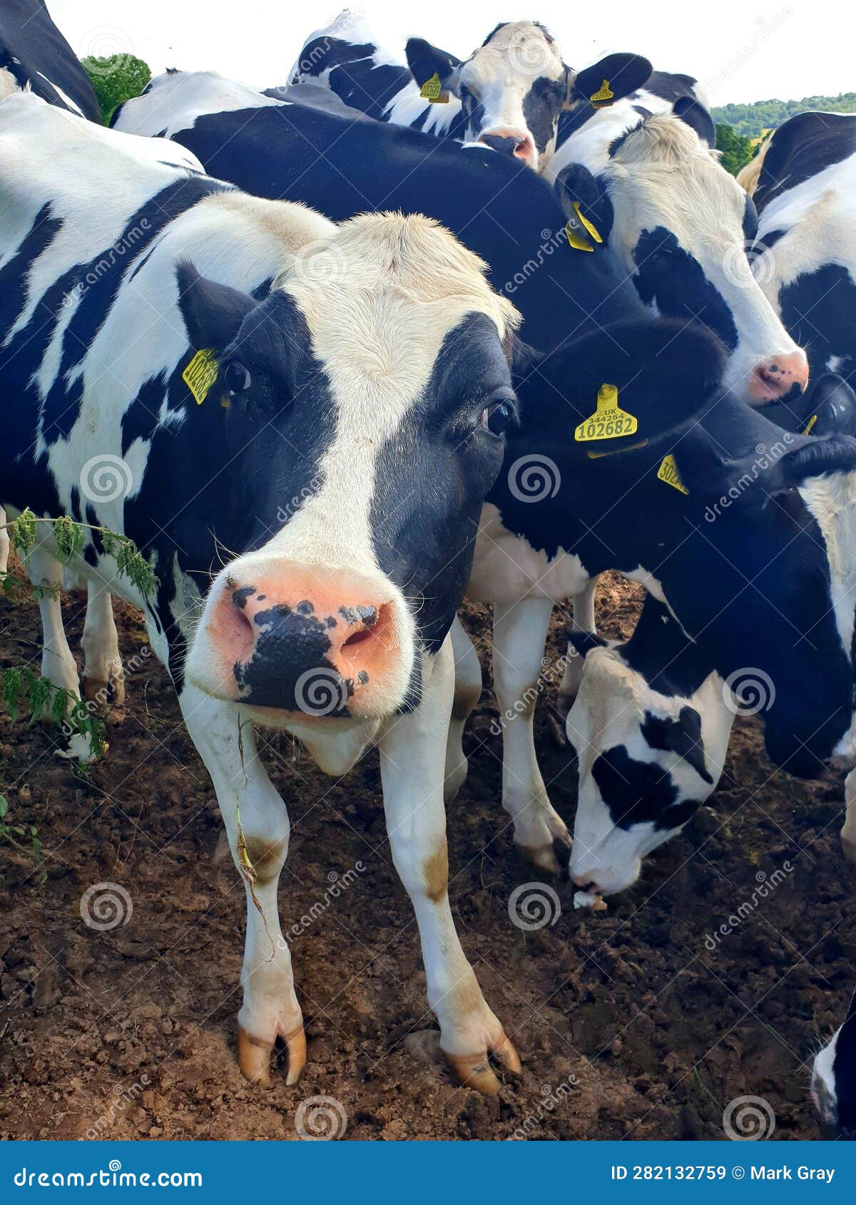 Crazy cows inside a field stock image. Image of goat - 282132759