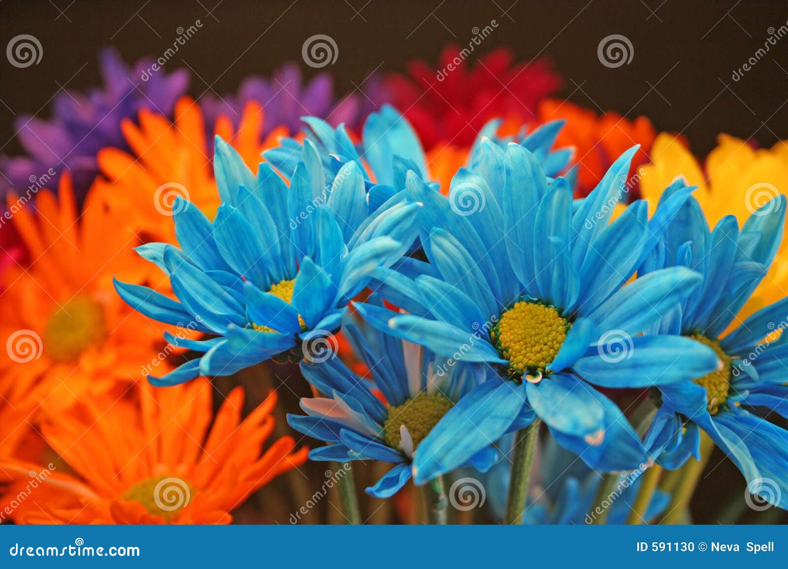 Crazy Daises 2 stock photo. Image of purple, daises, marcro - 591130