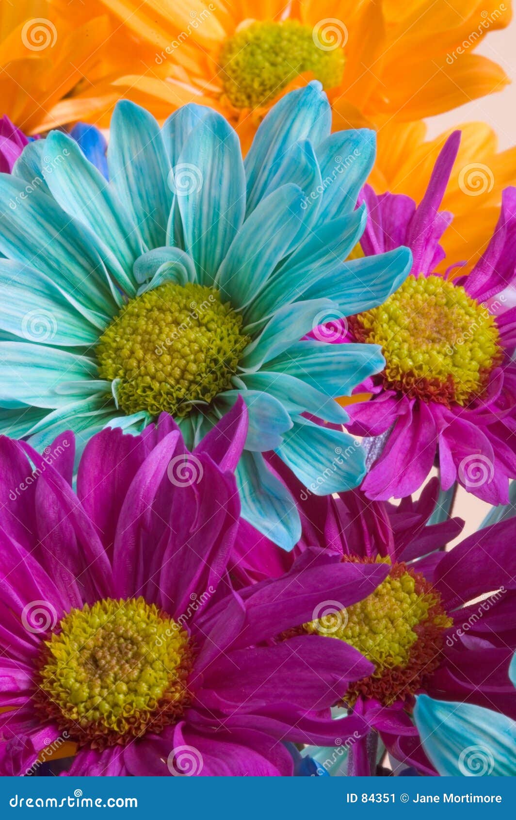 Crazy Daisies stock image. Image of colorful, spring, flowers - 84351