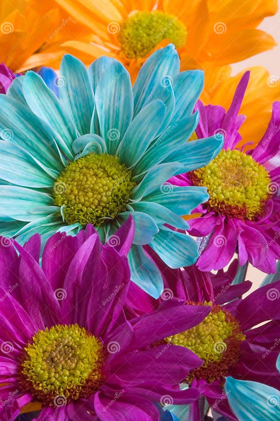 Crazy Daisies stock image. Image of colorful, spring, flowers - 84351