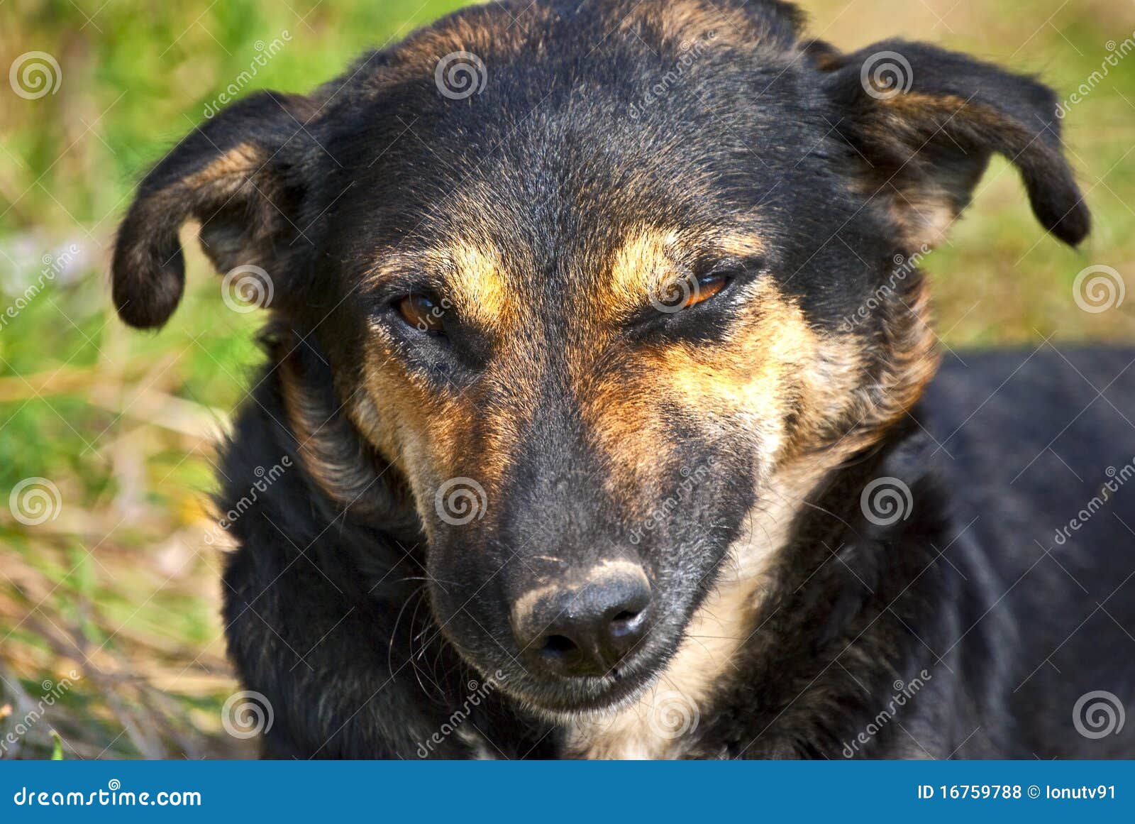 Crazy dog stock photo. Image of unique, animal, grass - 16759788