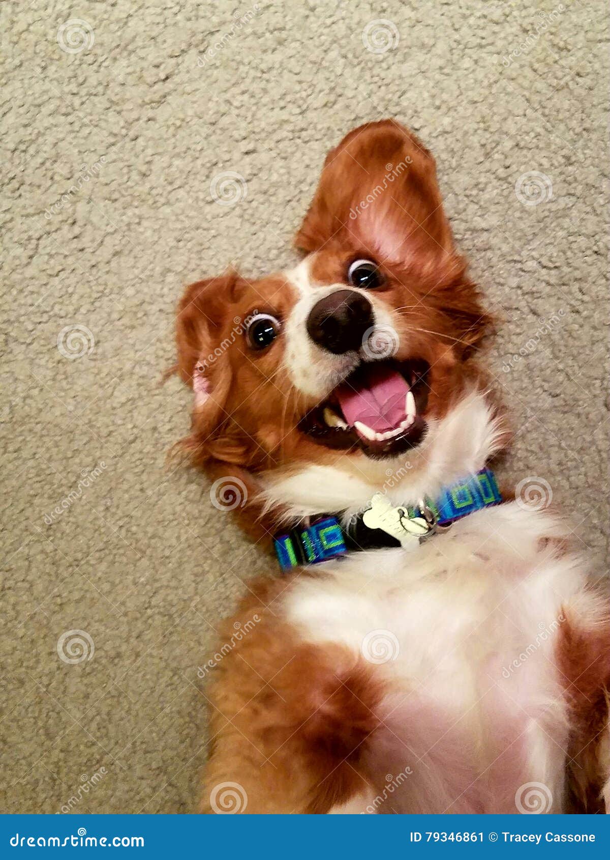 Crazy dog stock image. Image of selfie, dachshund, crazy - 79346861