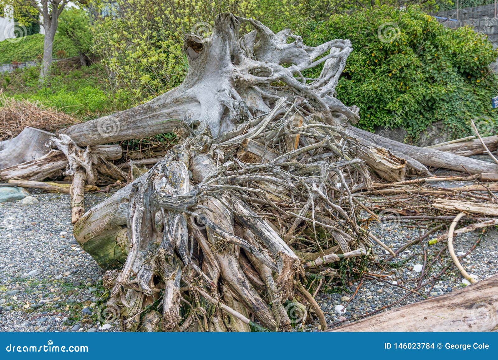 Crazy Driftwood Roots stock photo. Image of roots, marine - 146023784