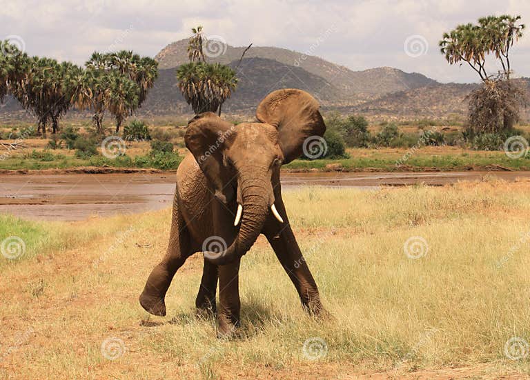 Crazy elephant stock image. Image of tail, tropical, wildlife - 15846555