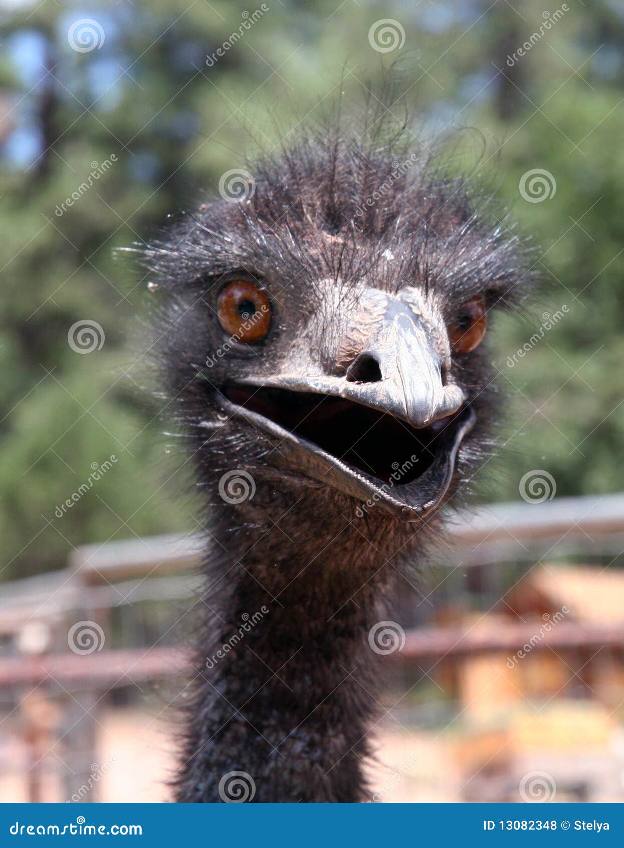 Crazy Emu stock photo. Image of scary, giant, crazy, large - 13082348