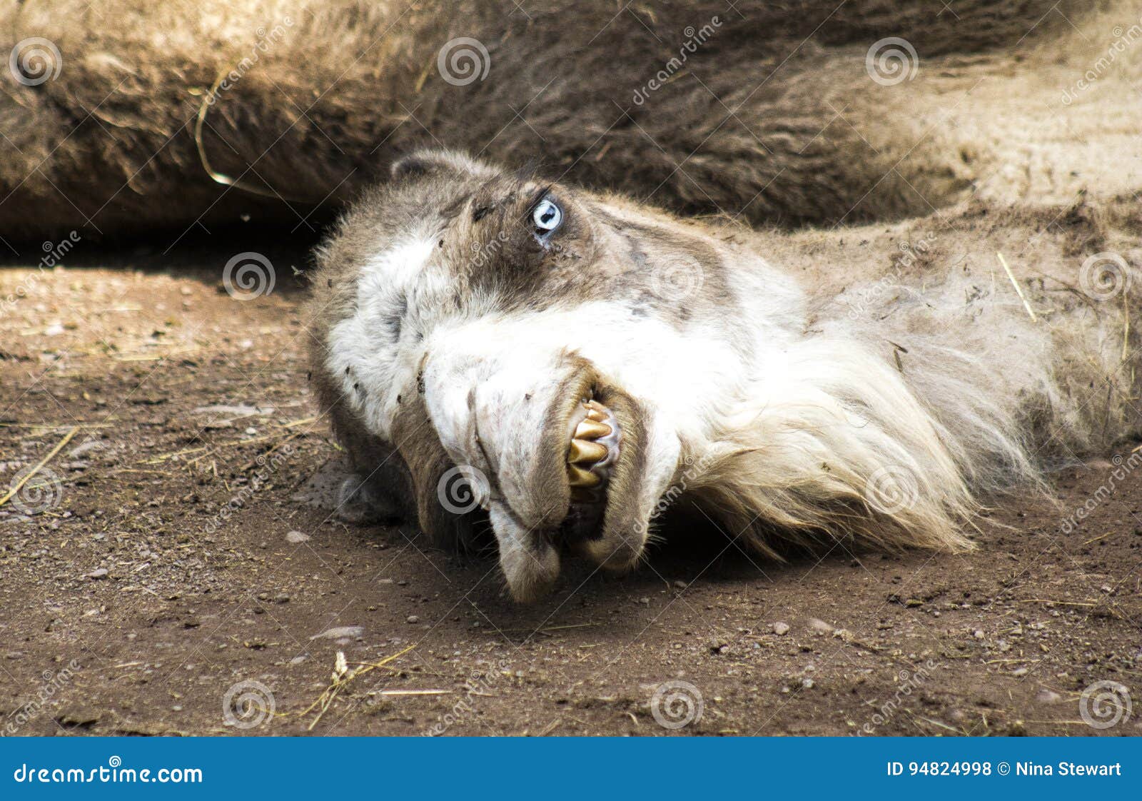 Crazy Eyed Camel Resting on the Ground Stock Photo - Image of light ...