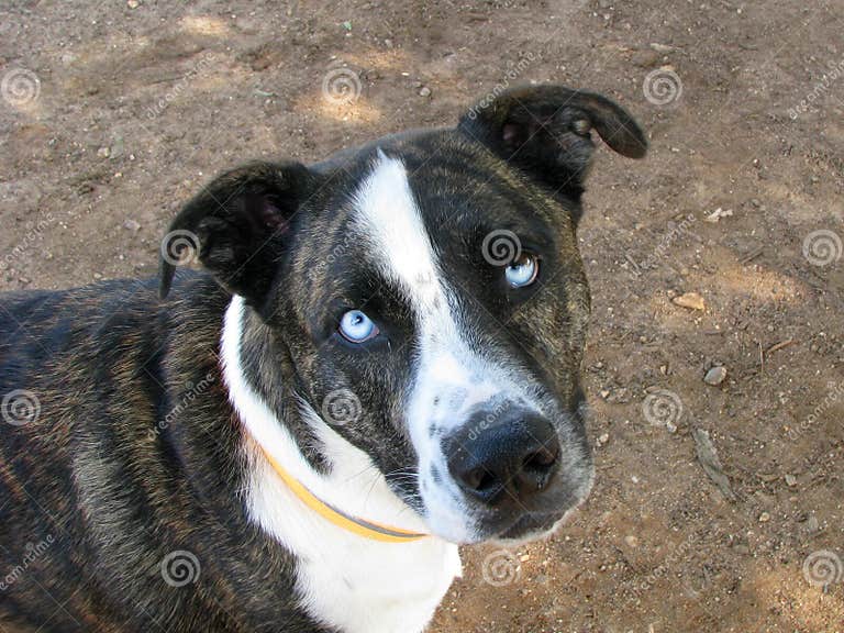 Crazy Eyes stock image. Image of snout, strange, ears - 85772003