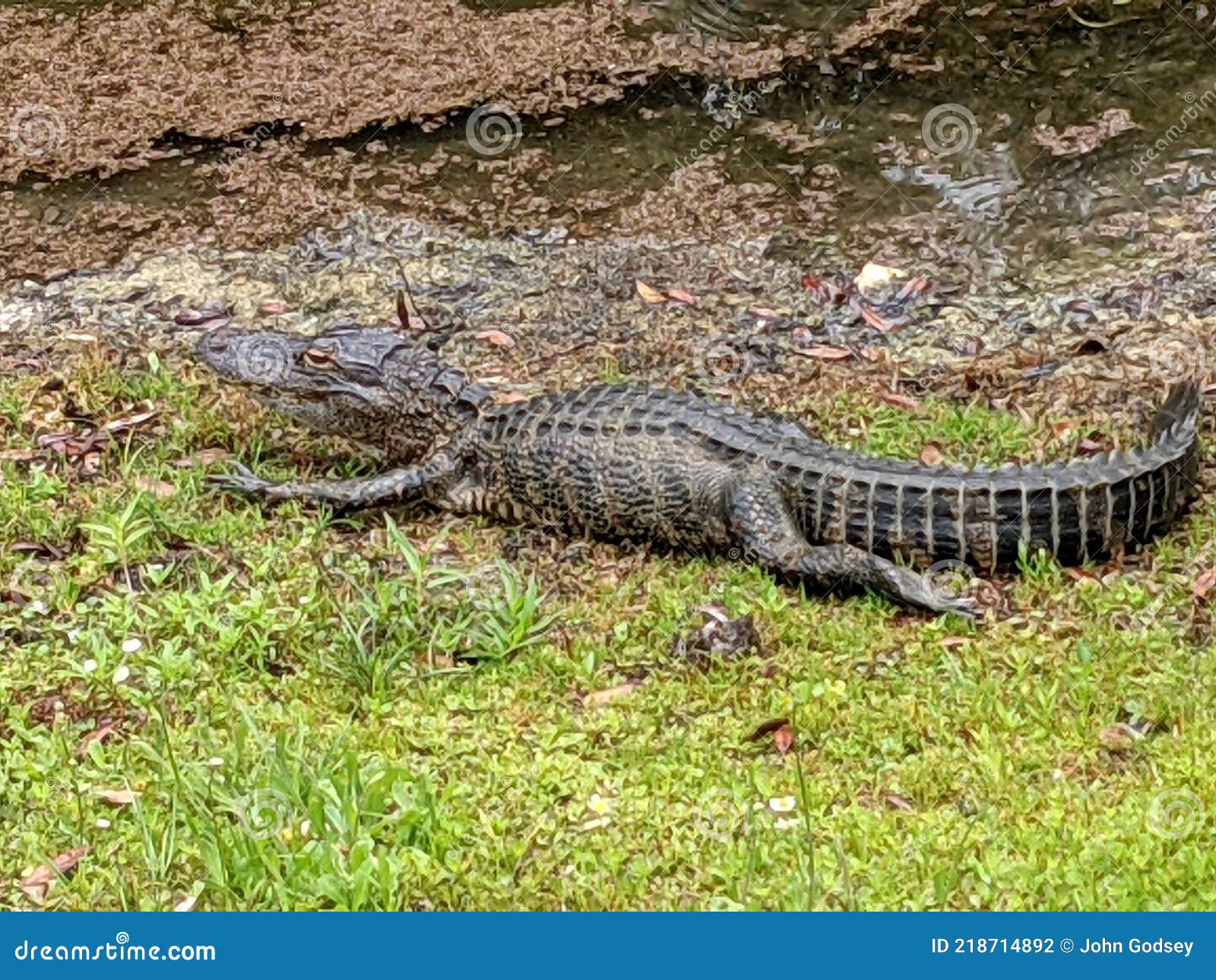 Crazy Florida gator stock photo. Image of scary, aligator - 218714892
