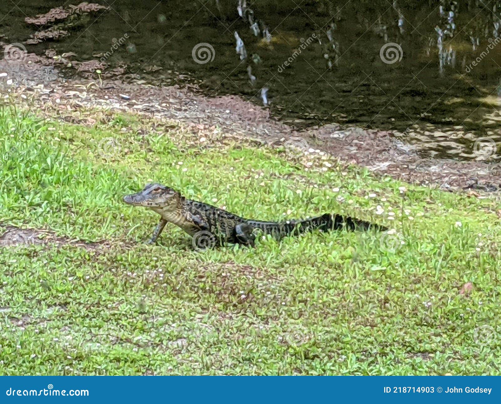 Crazy Florida gator 2 stock image. Image of grass, animal - 218714903