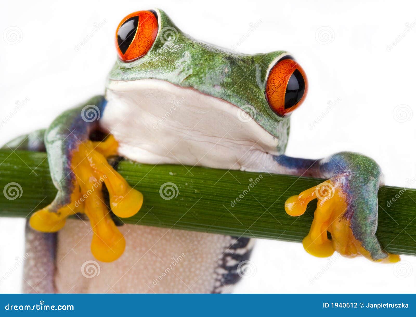 Crazy frog stock photo. Image of fauna, crazy, convergent - 1940612