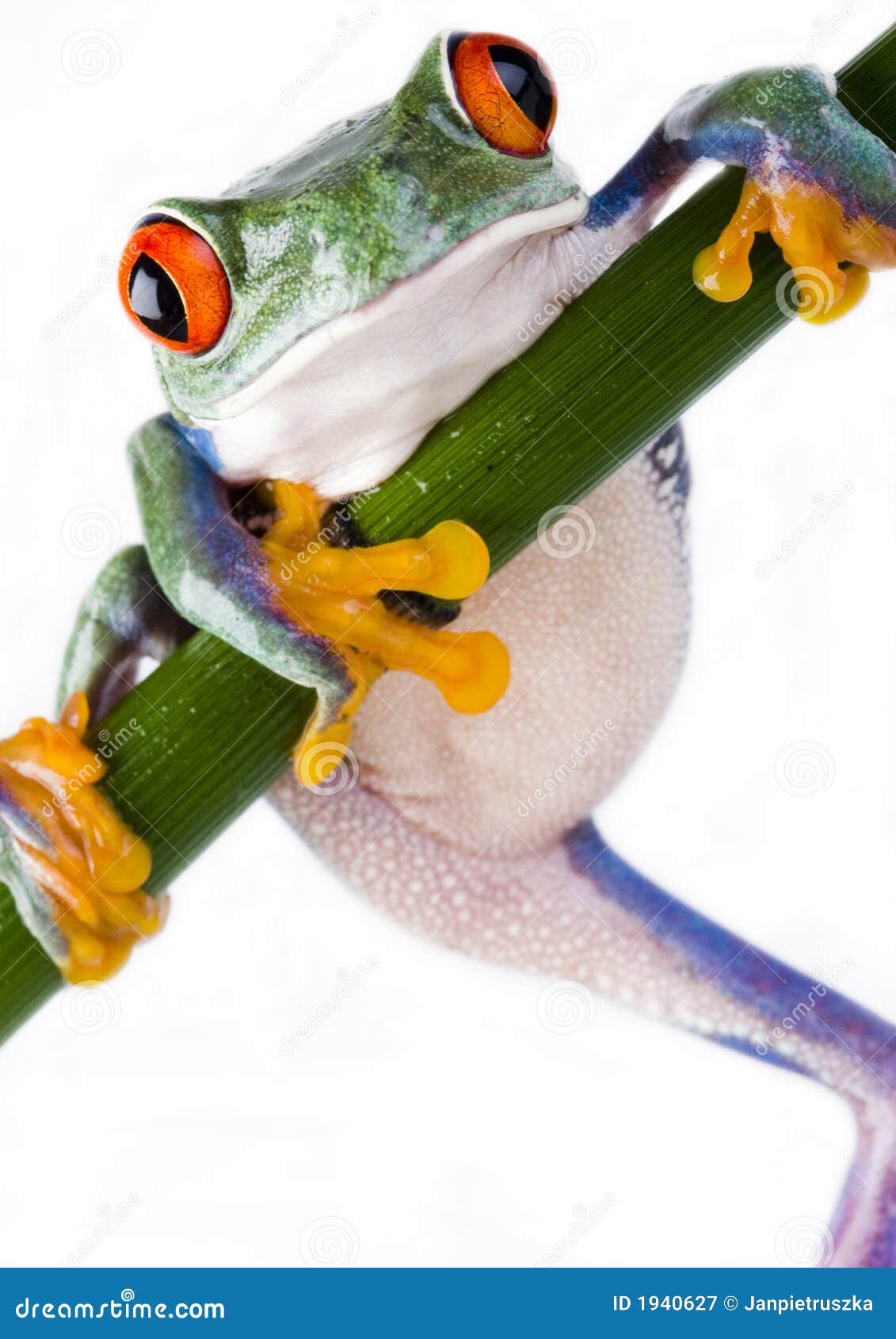 Crazy frog stock image. Image of callidryas, adaptation - 1940627