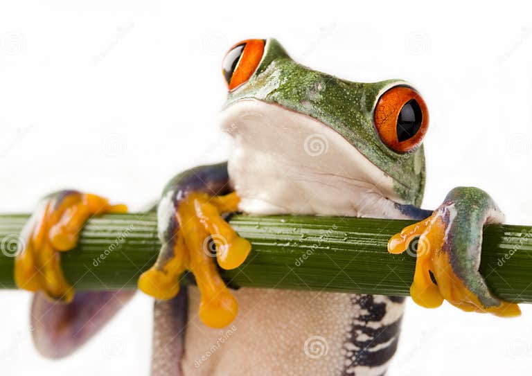 Crazy frog stock image. Image of green, clambering, amphibia - 1940631