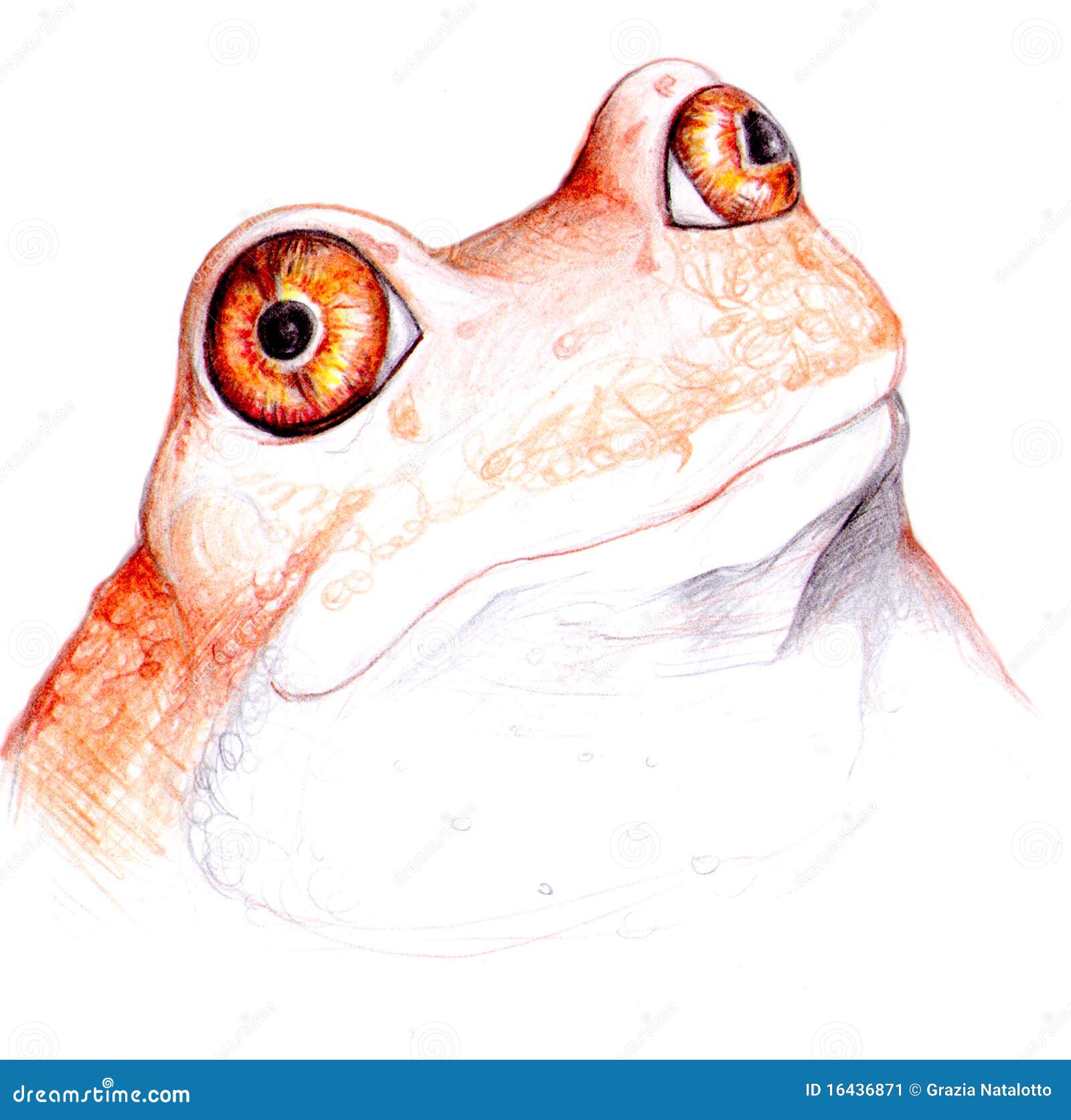 Crazy frog portrait stock illustration. Illustration of portrait - 16436871