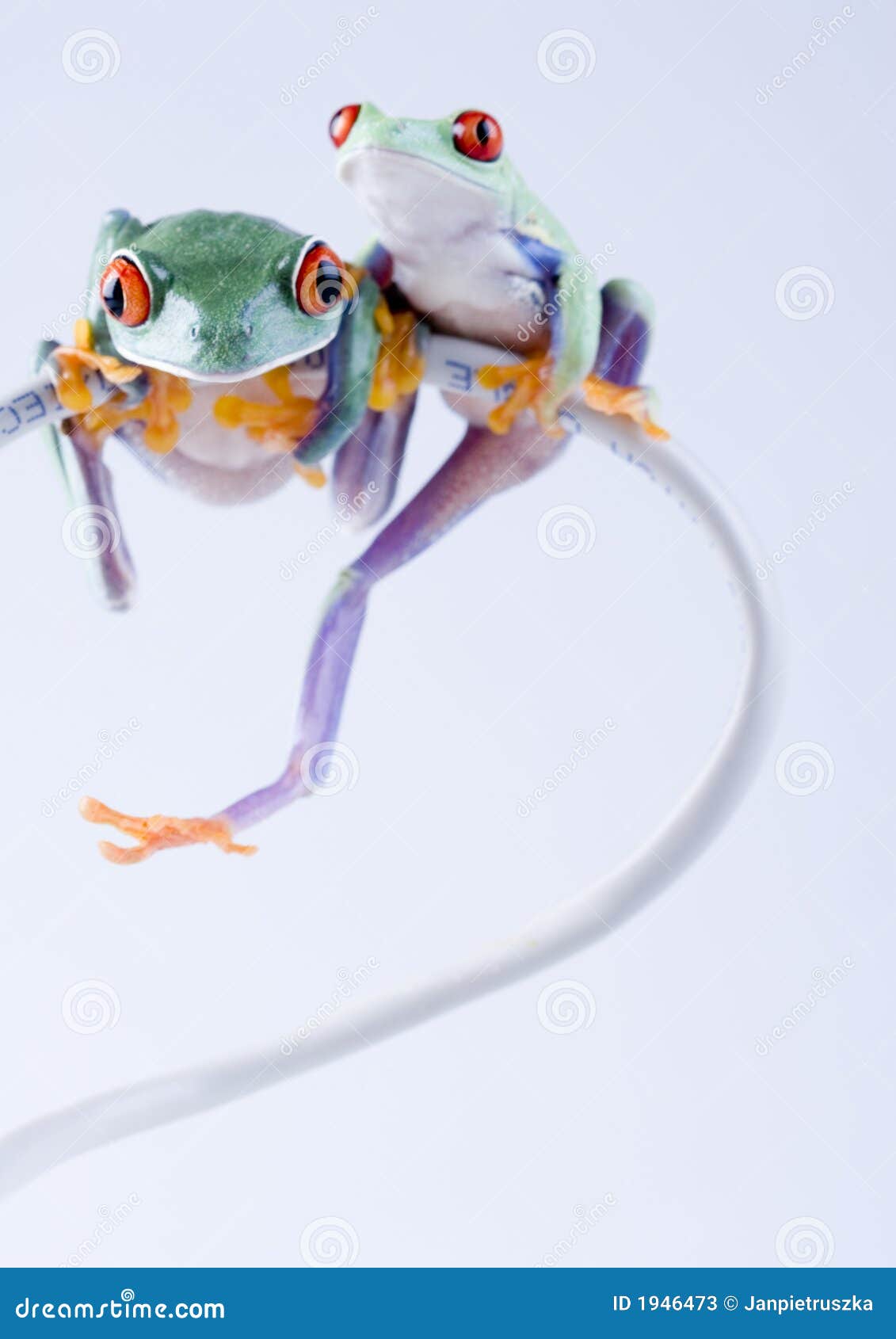 Crazy frogs stock image. Image of animal, fauna, black - 1946473