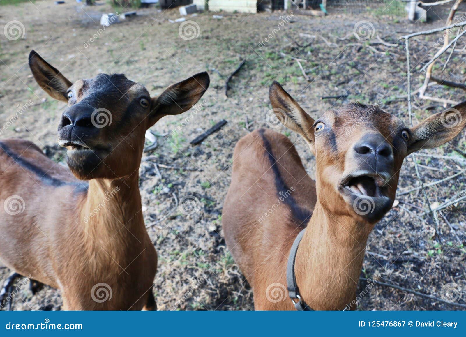 Crazy Goats Stare at the Camera Stock Image - Image of crazy, goats ...