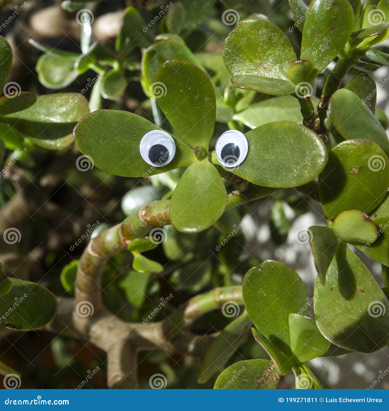 Crazy Googly Eyes - Creative Expression with Googly Eyes Stock Image ...