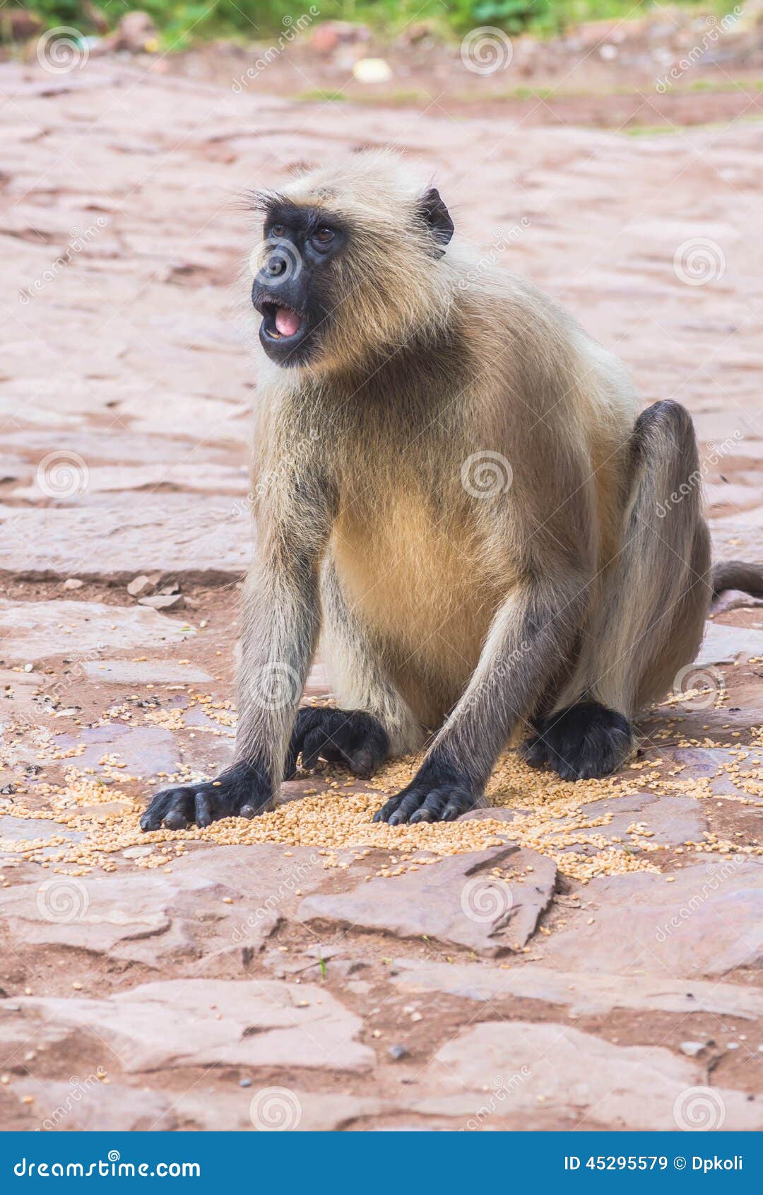 Crazy langoor stock image. Image of active, ranthambhore - 45295579
