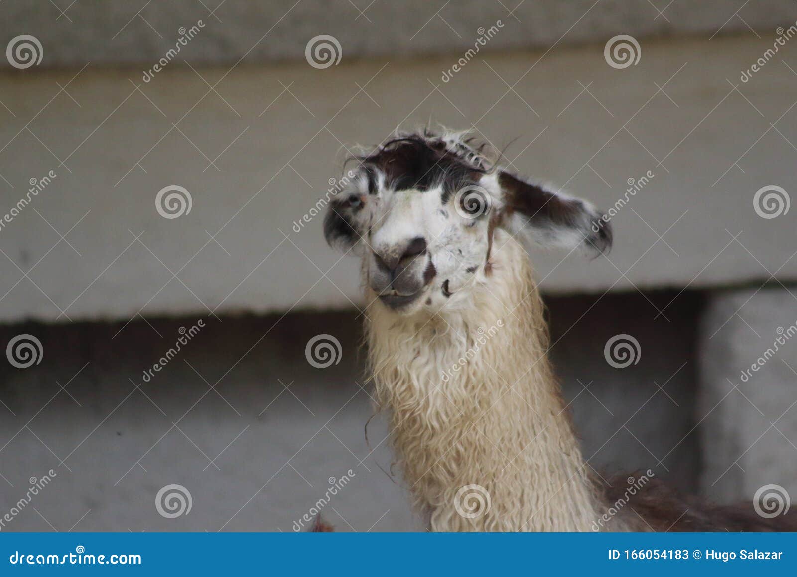 The Crazy Llama Looking Fordward Stock Image - Image of meet, bird ...