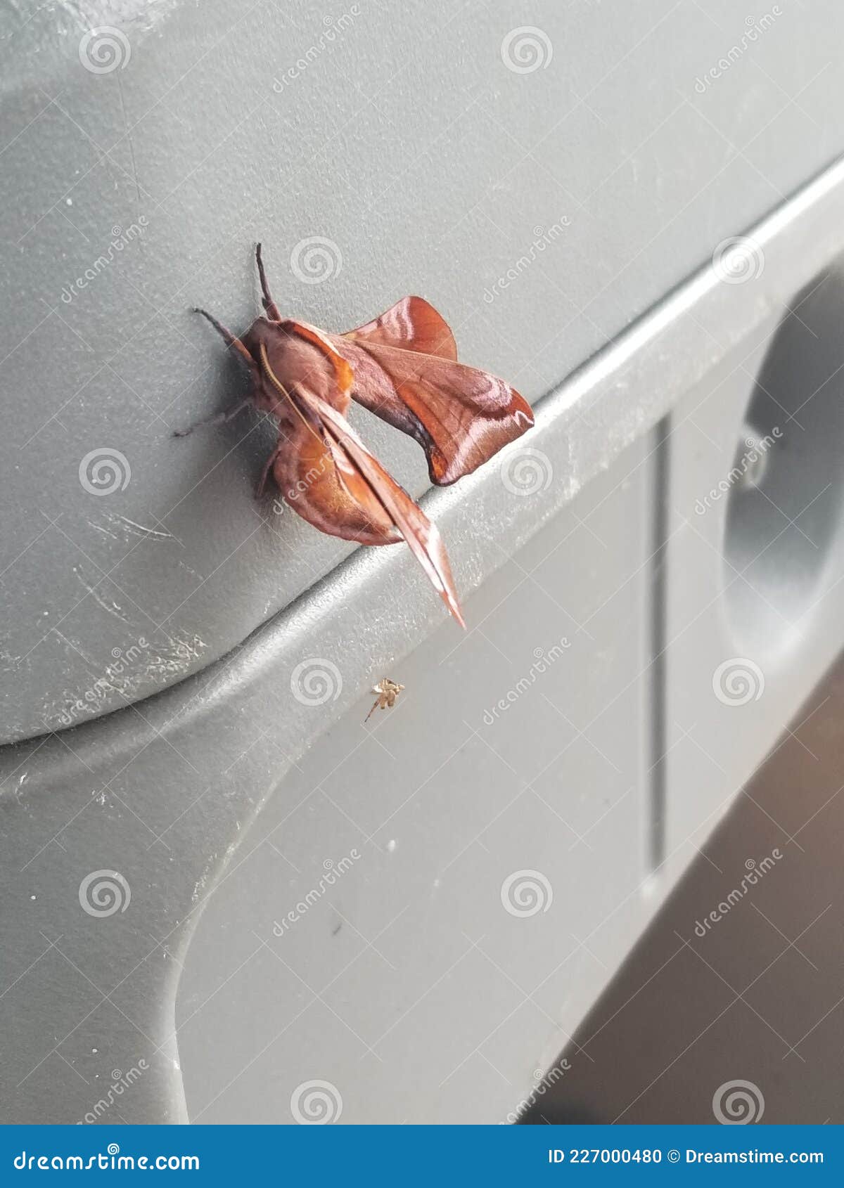 Crazy Looking Brown Moth Bugs Stock Photo - Image of food, hand: 227000480