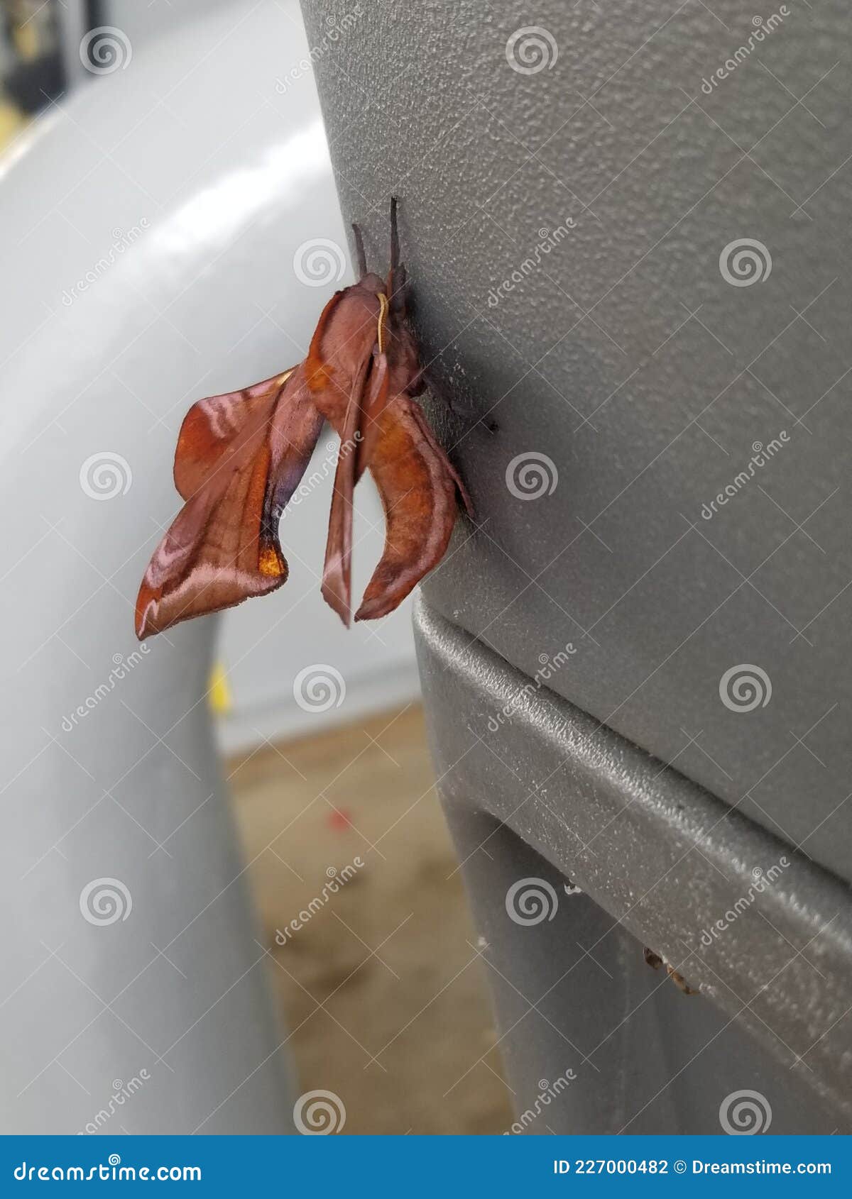 Crazy Looking Brown Moth Bugs Stock Photo - Image of food, moth: 227000482