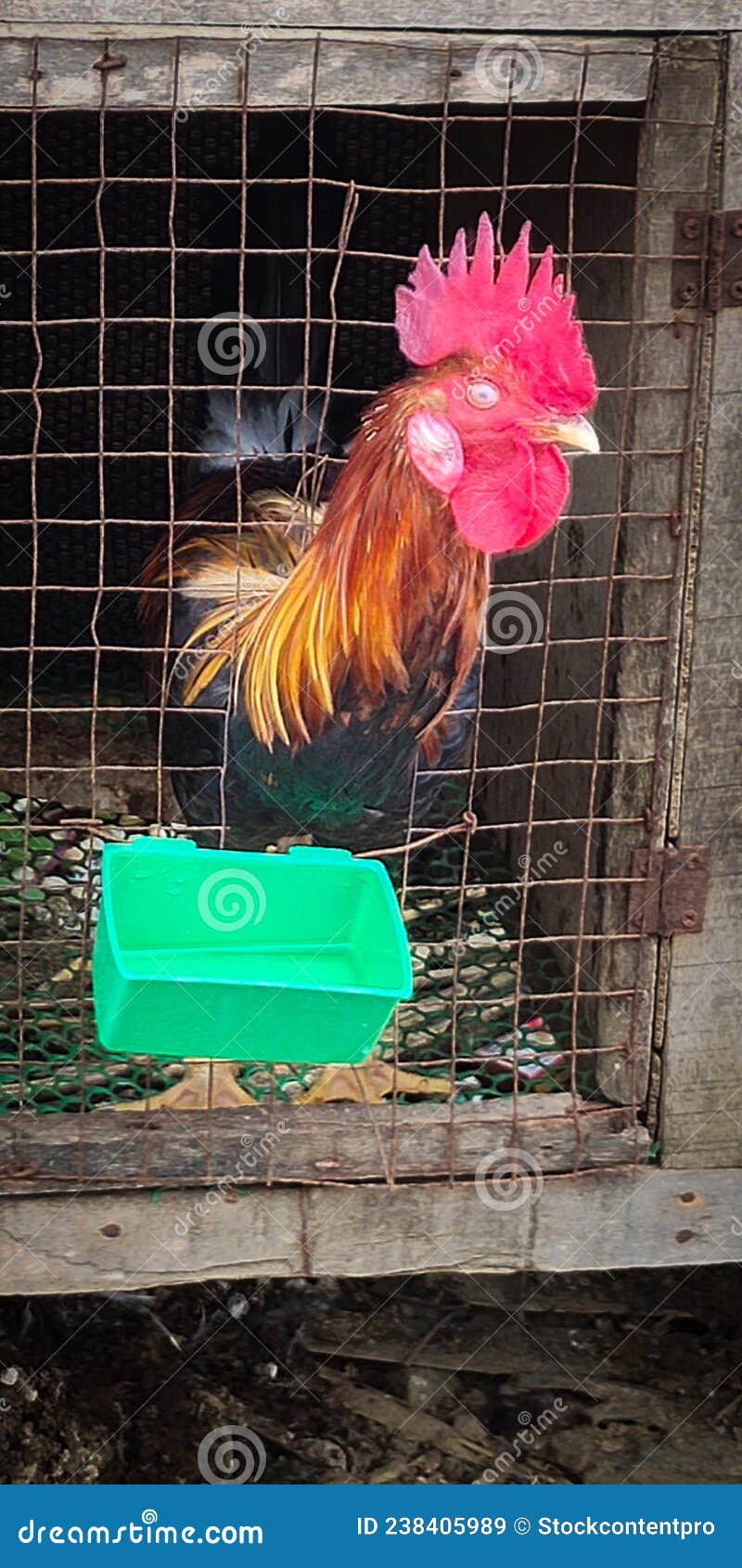 Crazy Looking Cockrell with His Head Outside His Cage. Philippines ...