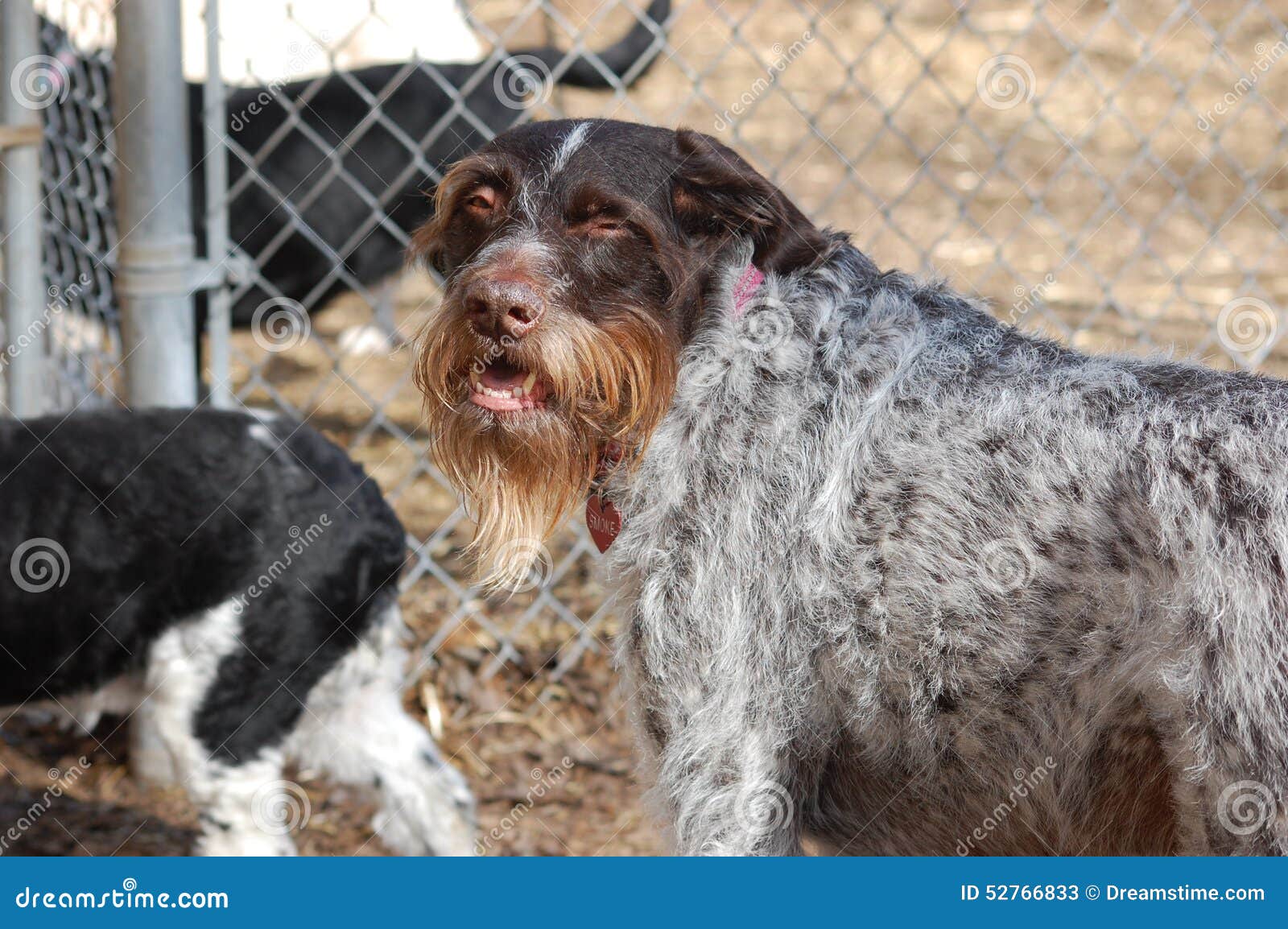 Crazy Looking Goat Human Dog with Beard. Stock Image - Image of looks ...
