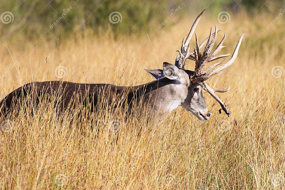 Crazy looking rack stock photo. Image of huge, boone - 80105590