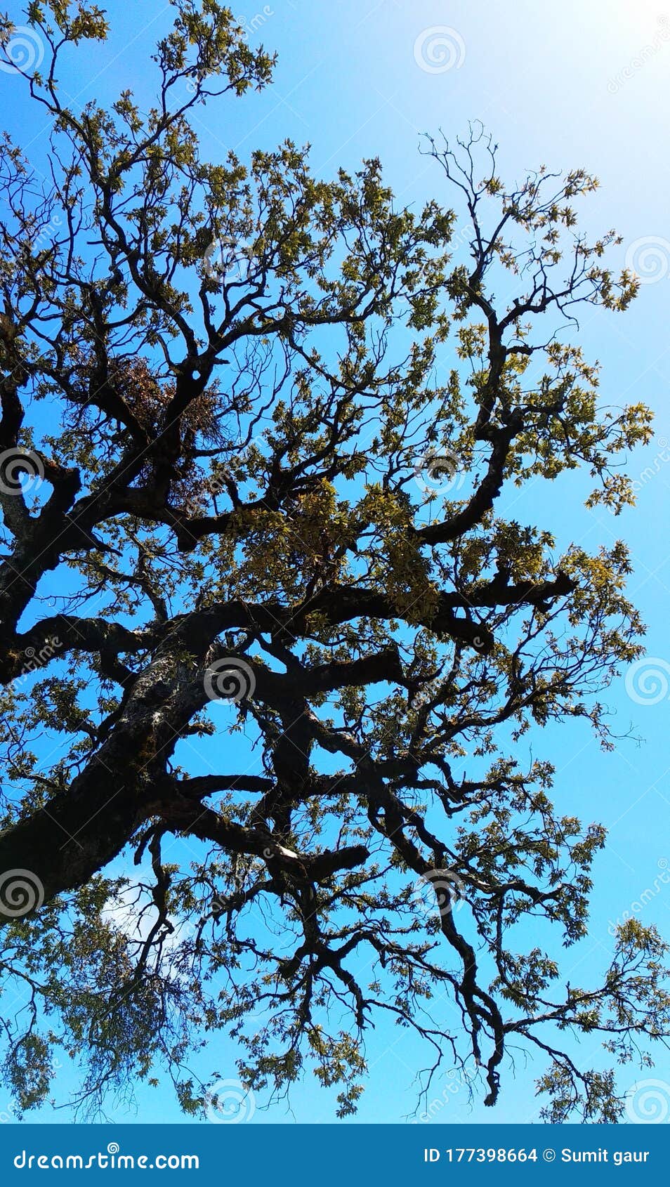 These Crazy Looking Trees only Grow OnÂ Uttarakhand Stock Photo - Image ...