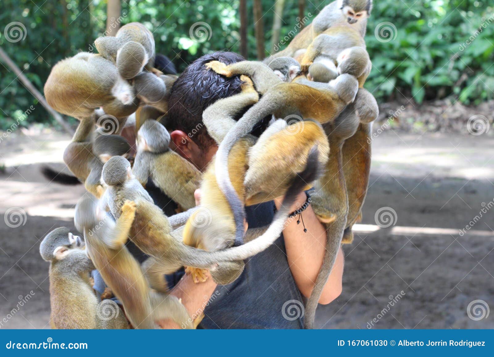 Crazy Monkeys Interacting with a Human Stock Photo - Image of animals ...