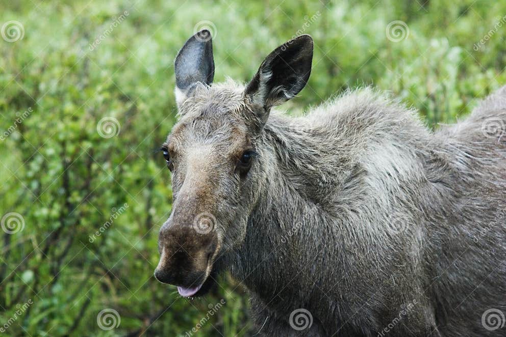 Crazy moose stock image. Image of alaska, reflection, drool - 906557
