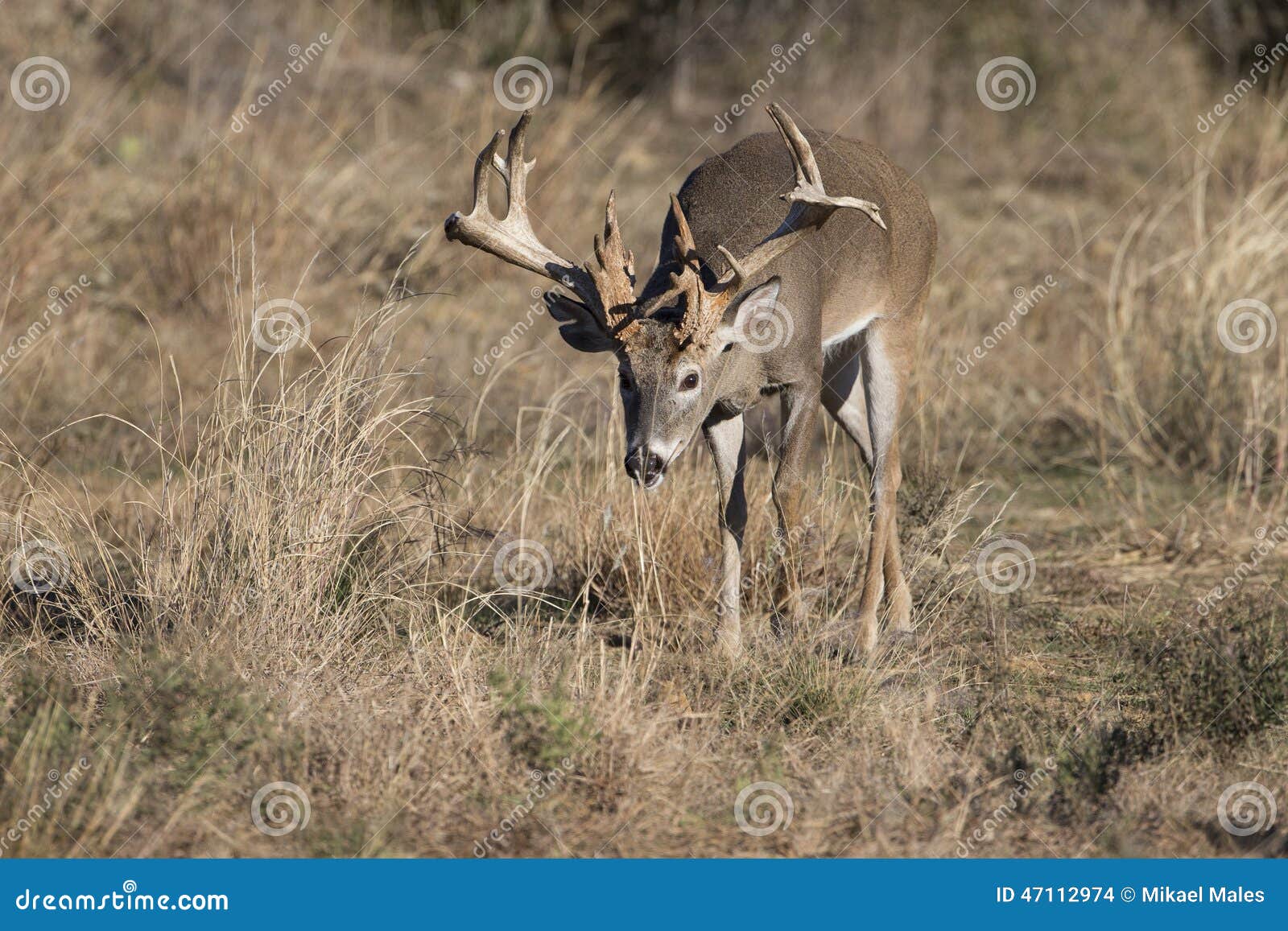 Crazy Non-typical Whitetail Buck on Trail of Doe Stock Photo - Image of ...
