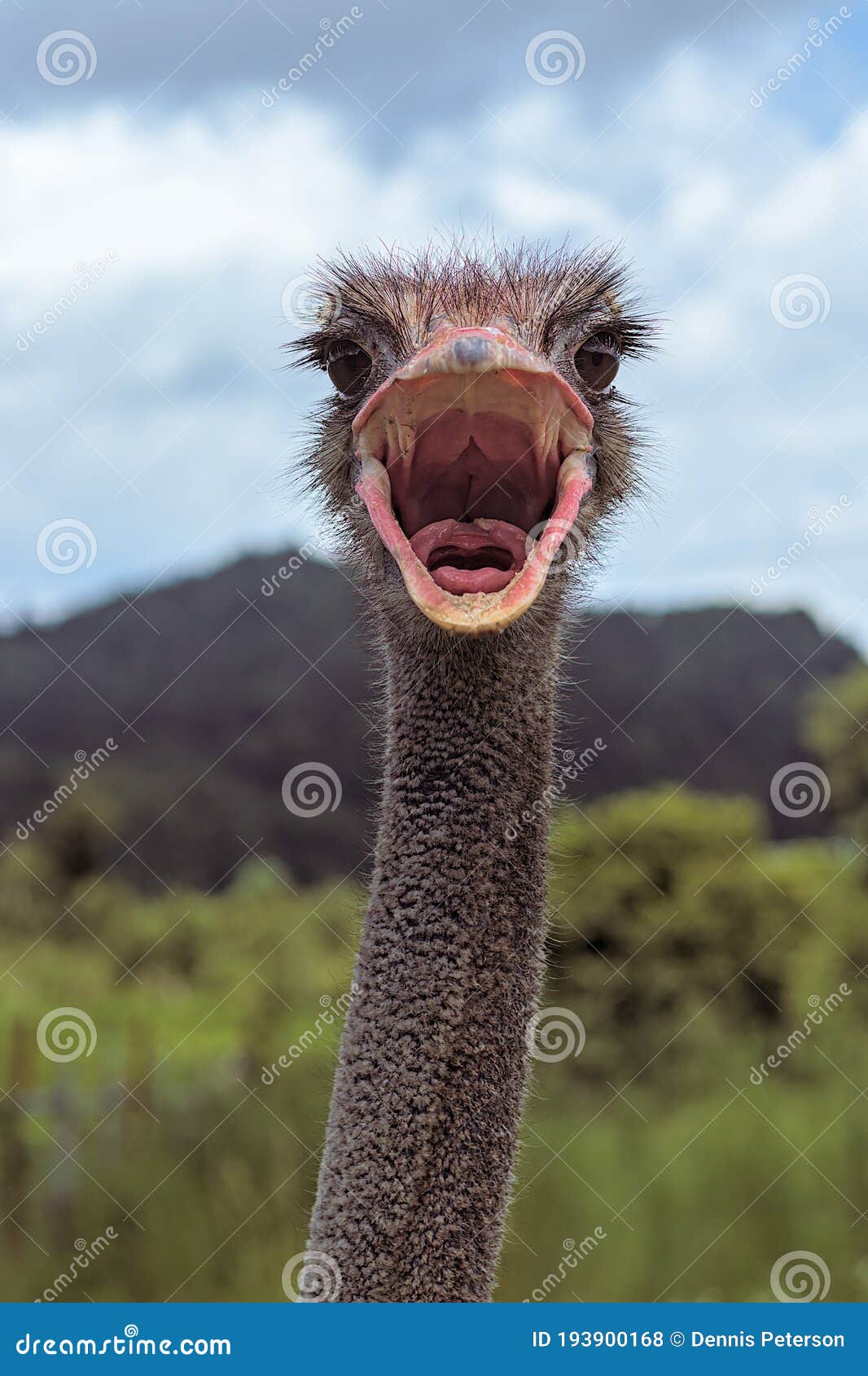 Crazy Ostrich With Beak Wide Open Royalty-Free Stock Image ...