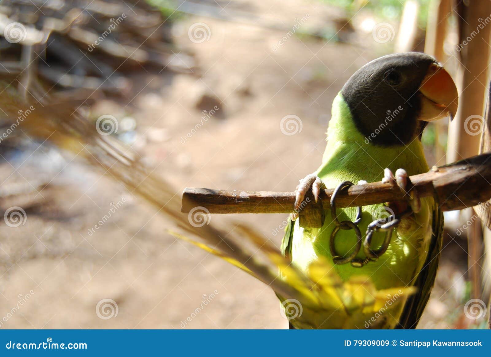 A Crazy Parrot Bird with Chain on Leg Stock Image - Image of crazy ...