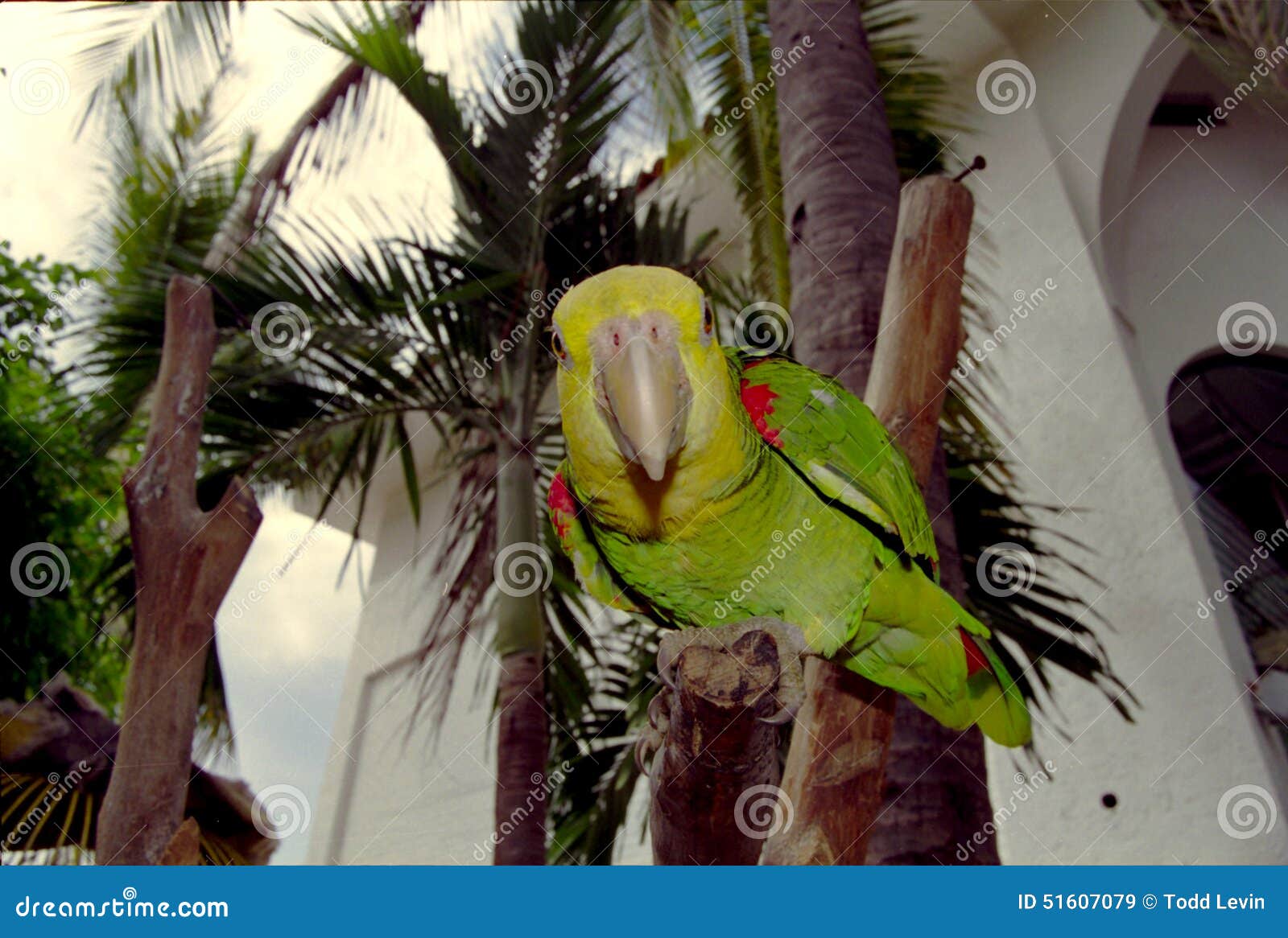 Crazy Parrot stock image. Image of crazy, talking, parrot - 51607079