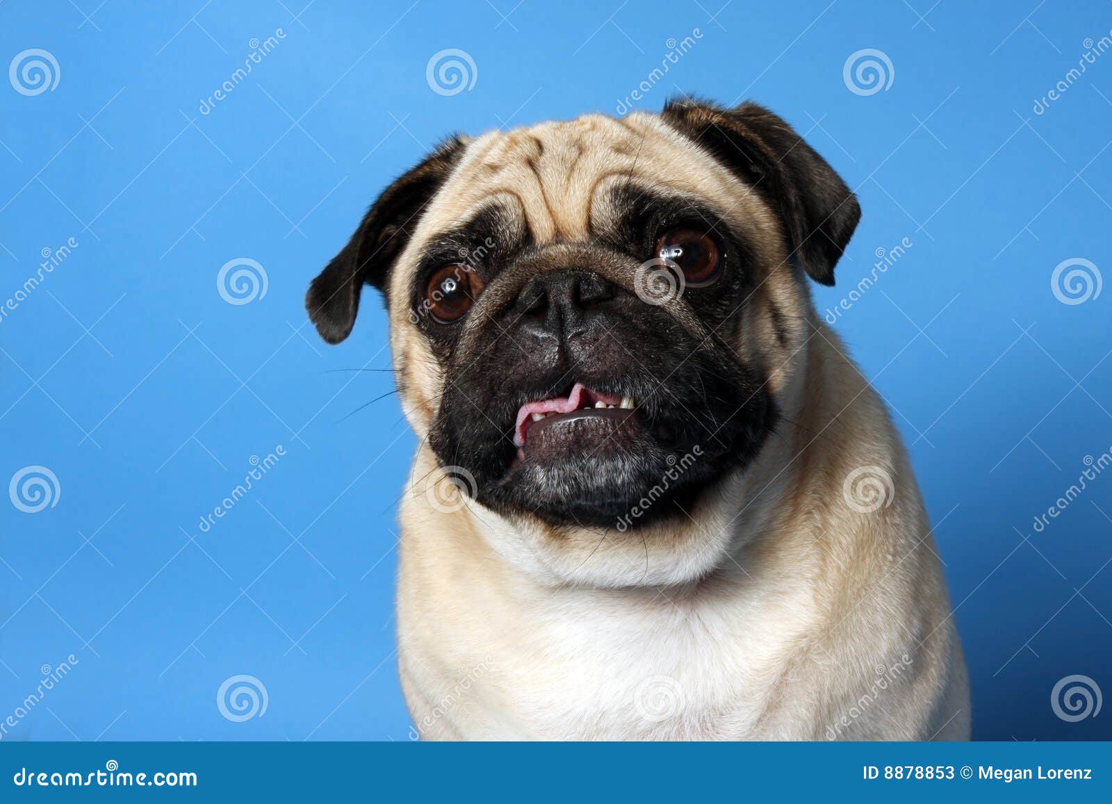 Crazy Pug stock image. Image of funny, open, mammal, pets - 8878853