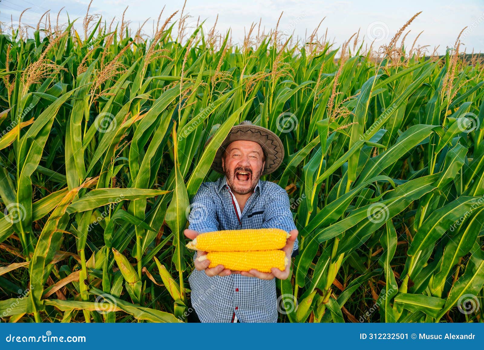 Crazy Screaming Elderly Worker Looking at Camera in a Cornfield, Man ...