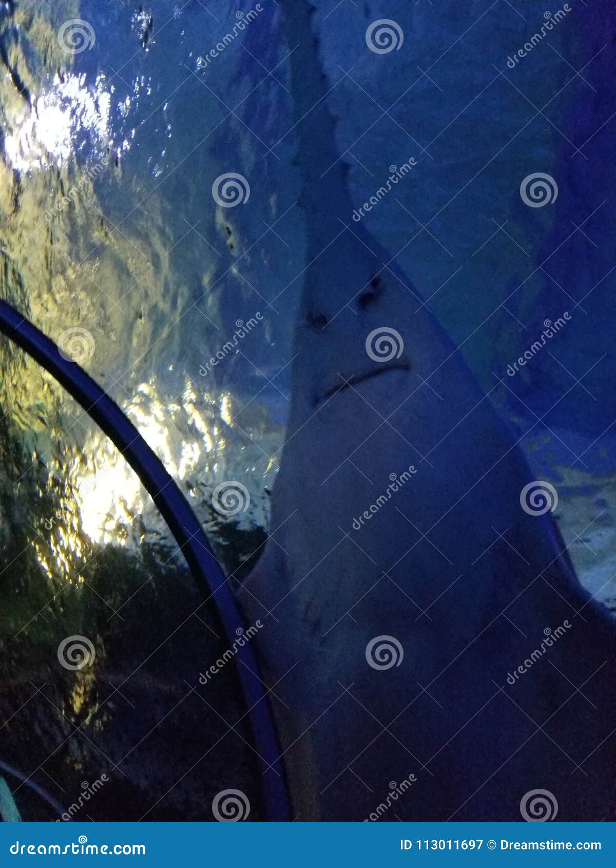 Crazy shark stock image. Image of crazy, shark, hanging - 113011697