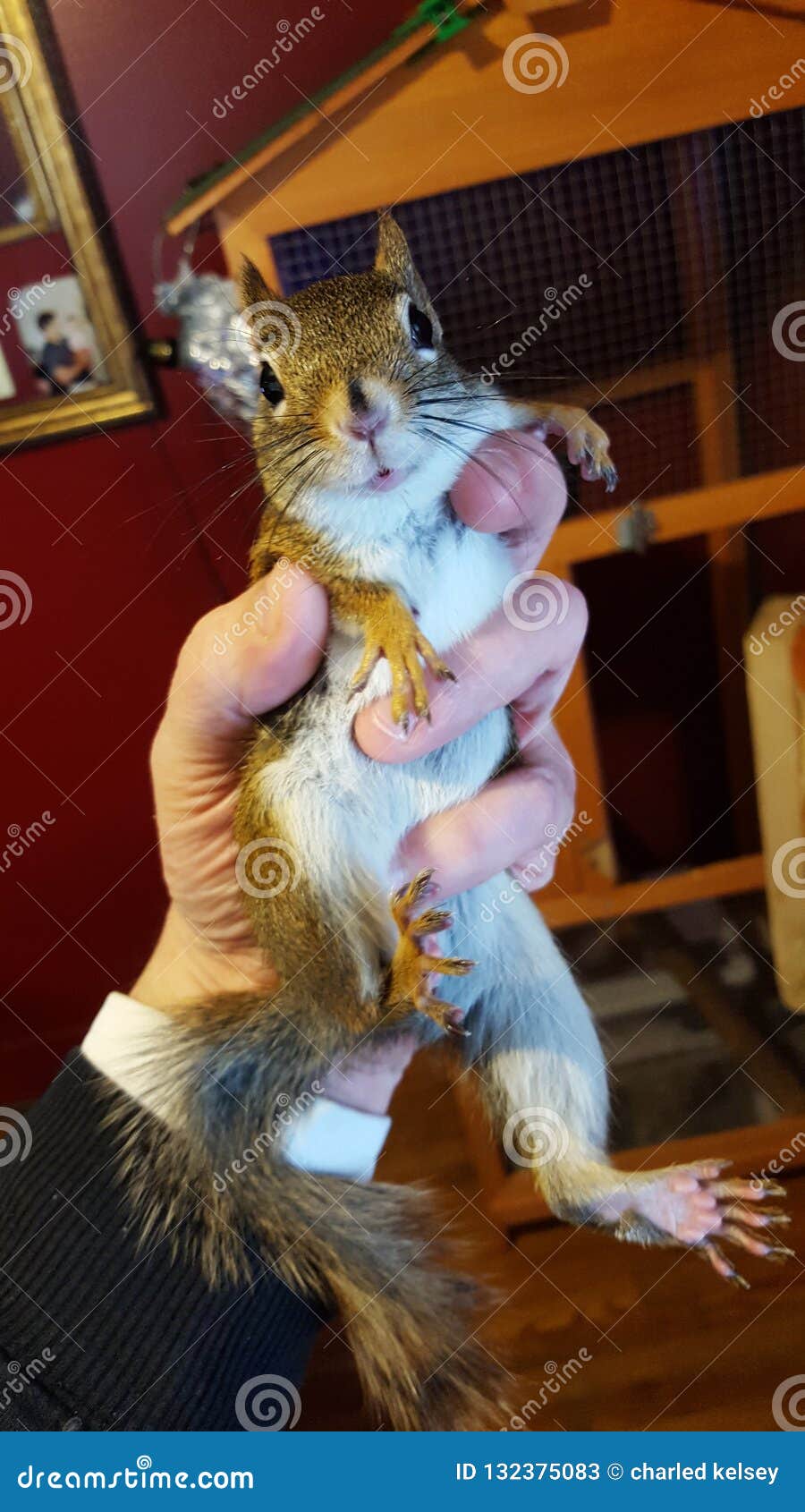 Crazy Squirrel Stock Photos - Download 137 Royalty Free Photos