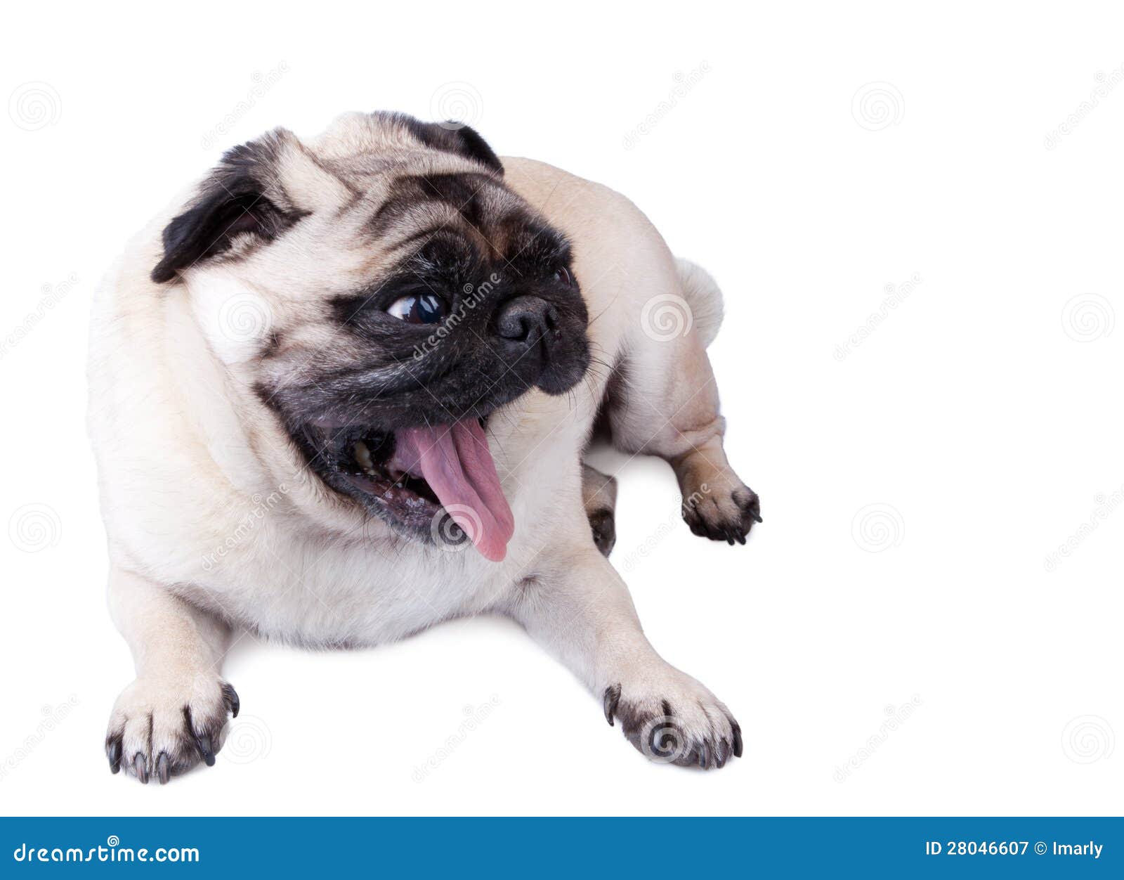 Crazy surprised dog stock image. Image of weird, face - 28046607