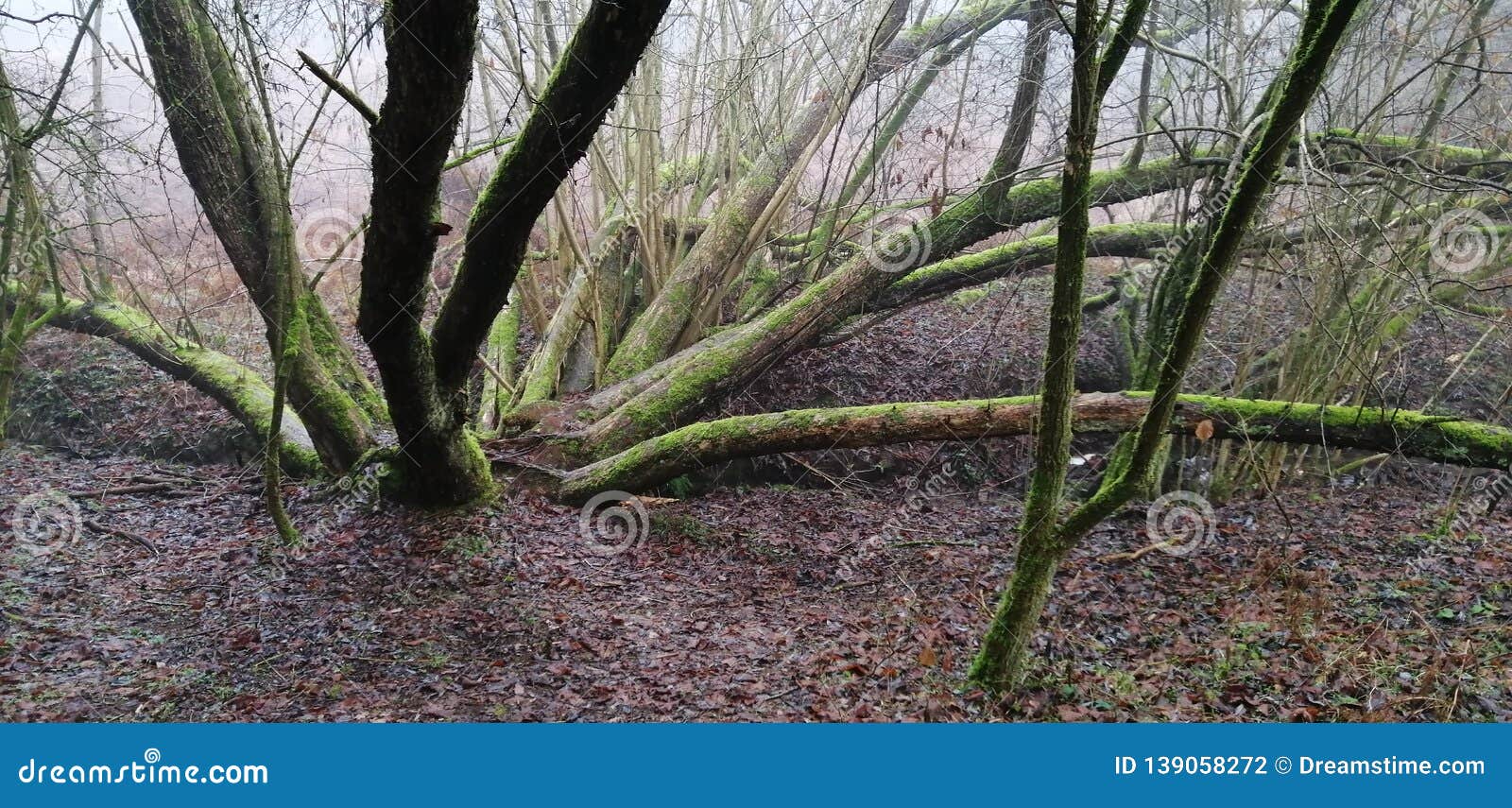 Crazy tree stock photo. Image of wood, walk, sunday - 139058272