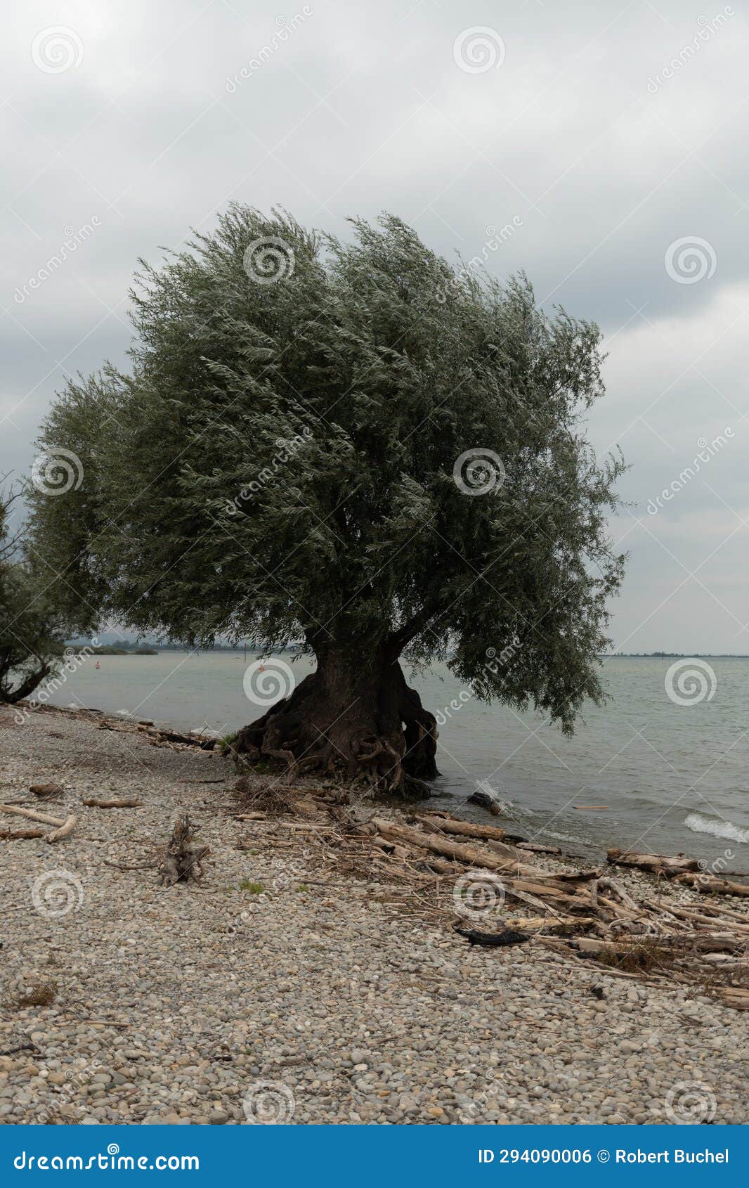 Crazy Tree at the Lake of Constance in Bregenz in Austria Stock Photo ...