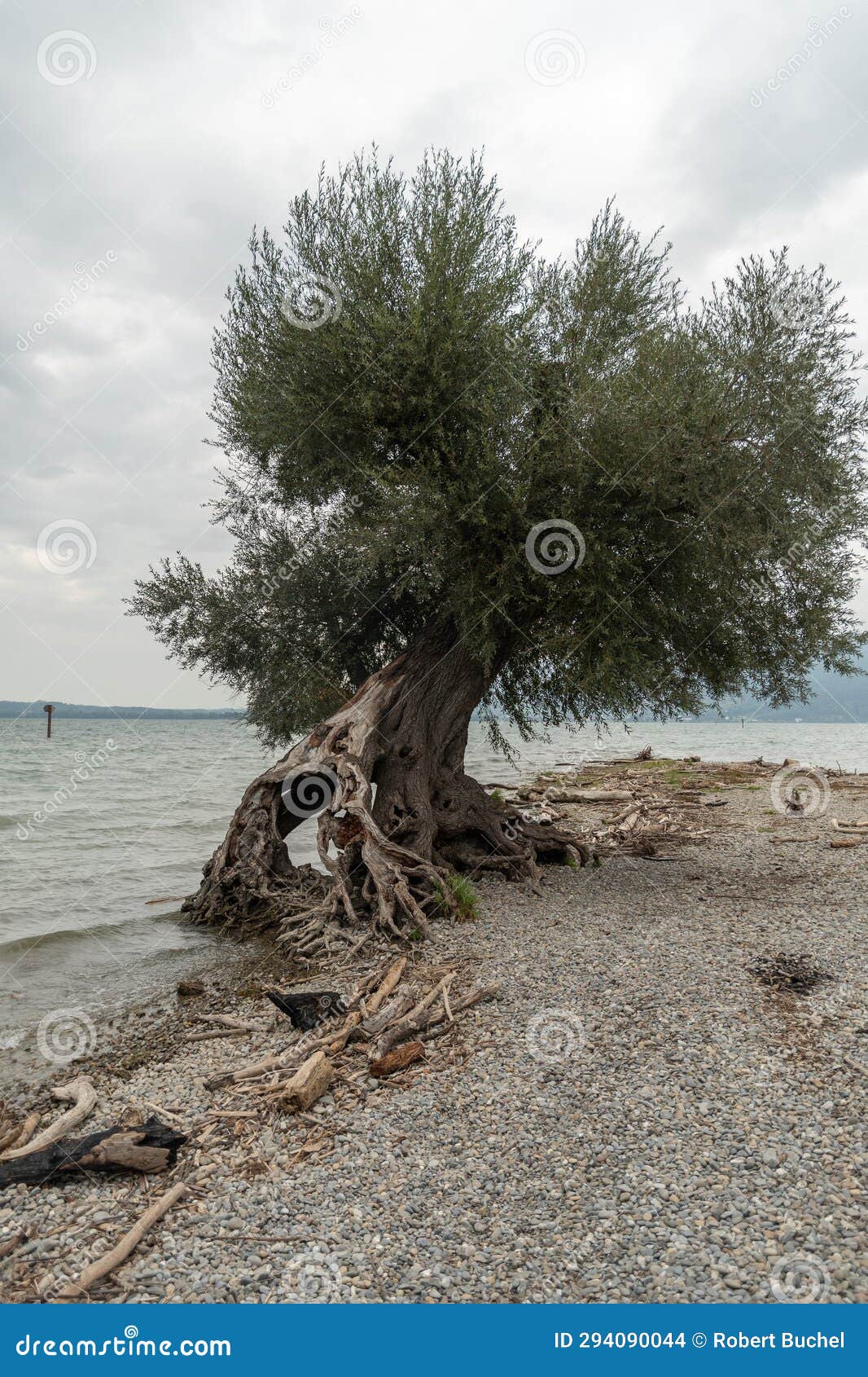Crazy Tree at the Lake of Constance in Bregenz in Austria Stock Photo ...