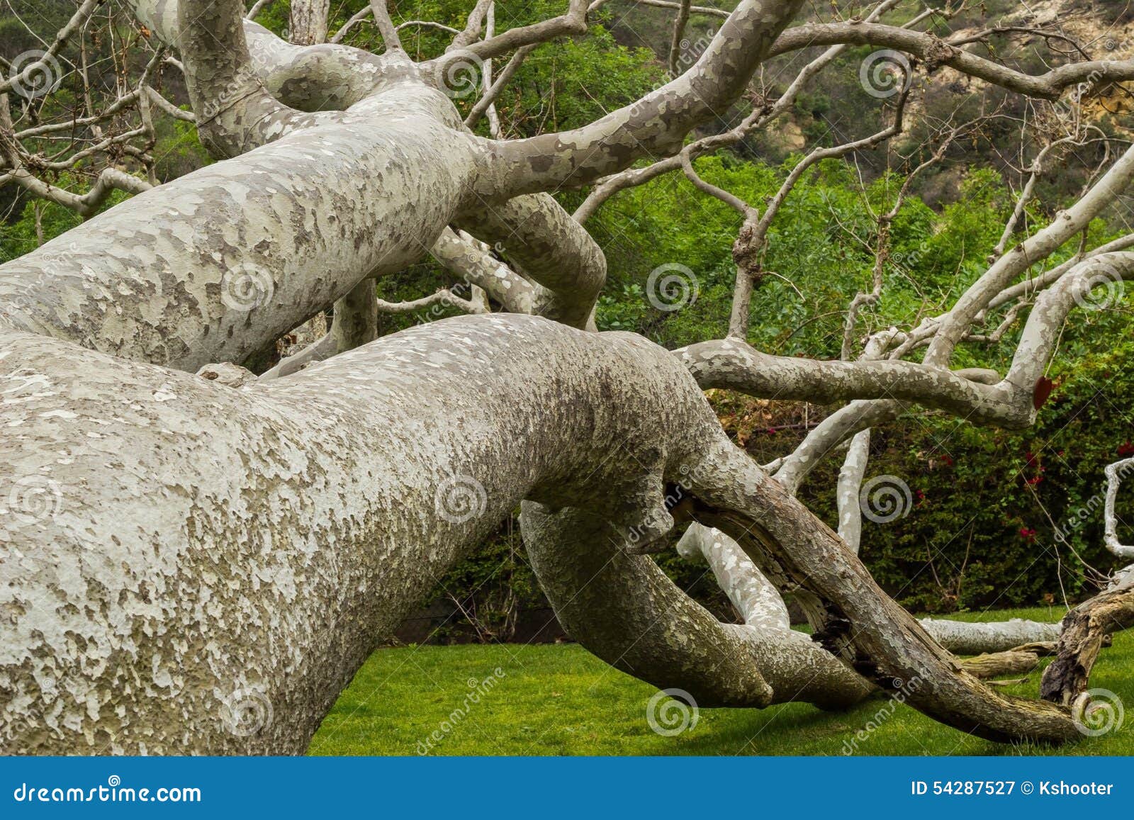 Crazy tree stock image. Image of limbs, branches, crazy - 54287527