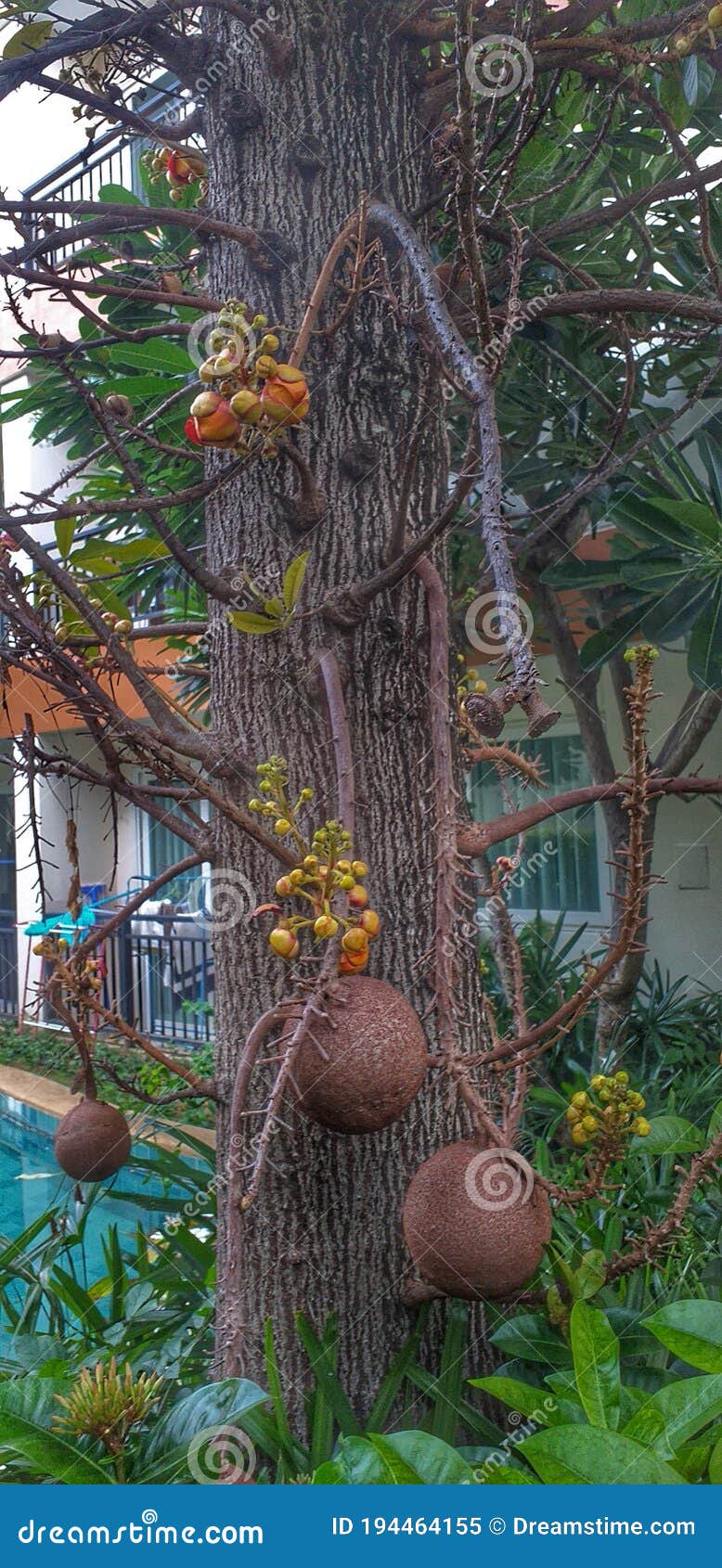 Crazy tree stock image. Image of wildlife, branch, yard - 194464155